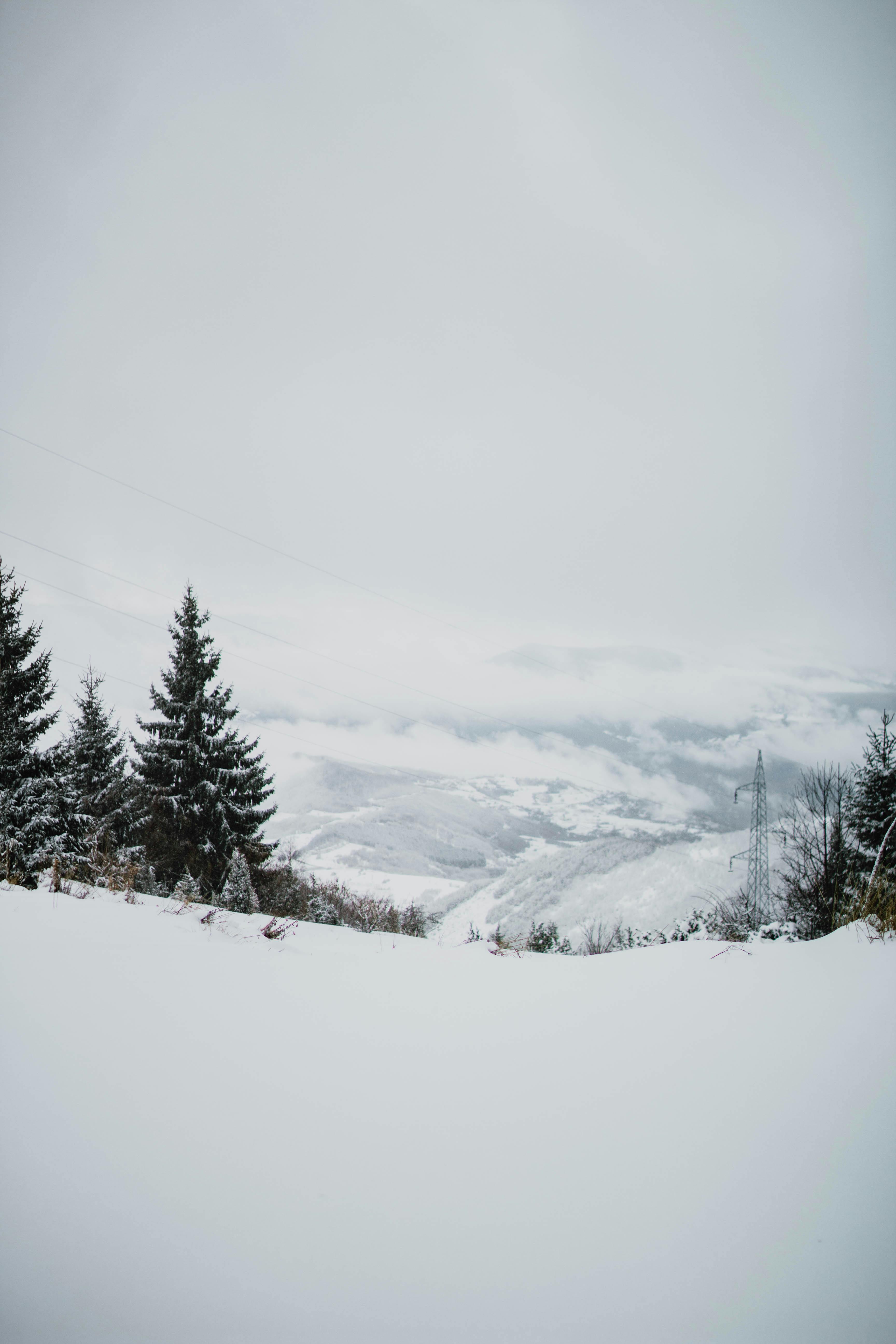 Snowy terrain with trees near mountains · Free Stock Photo