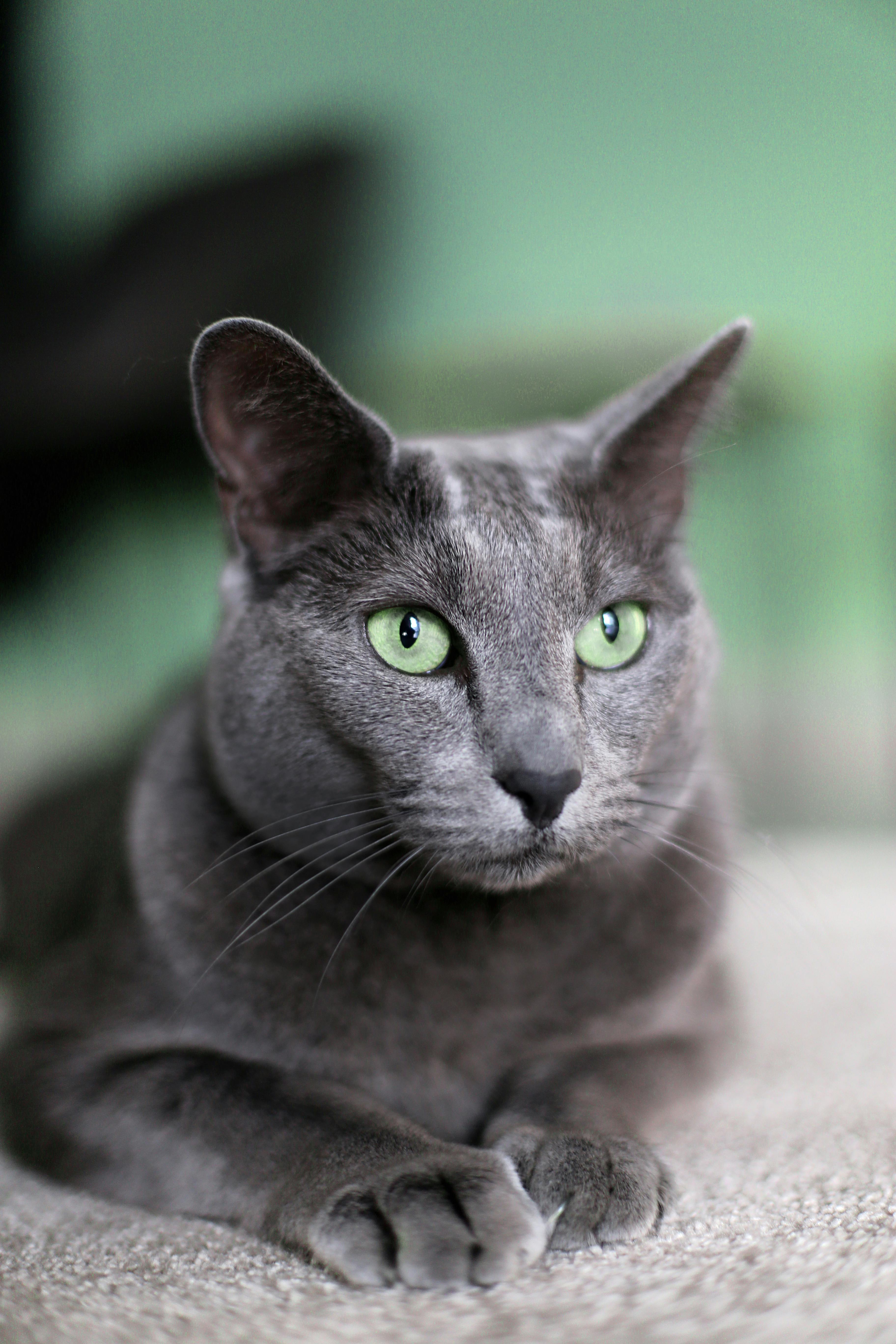 Russian Blue Cat in Close Up Photography · Free Stock Photo