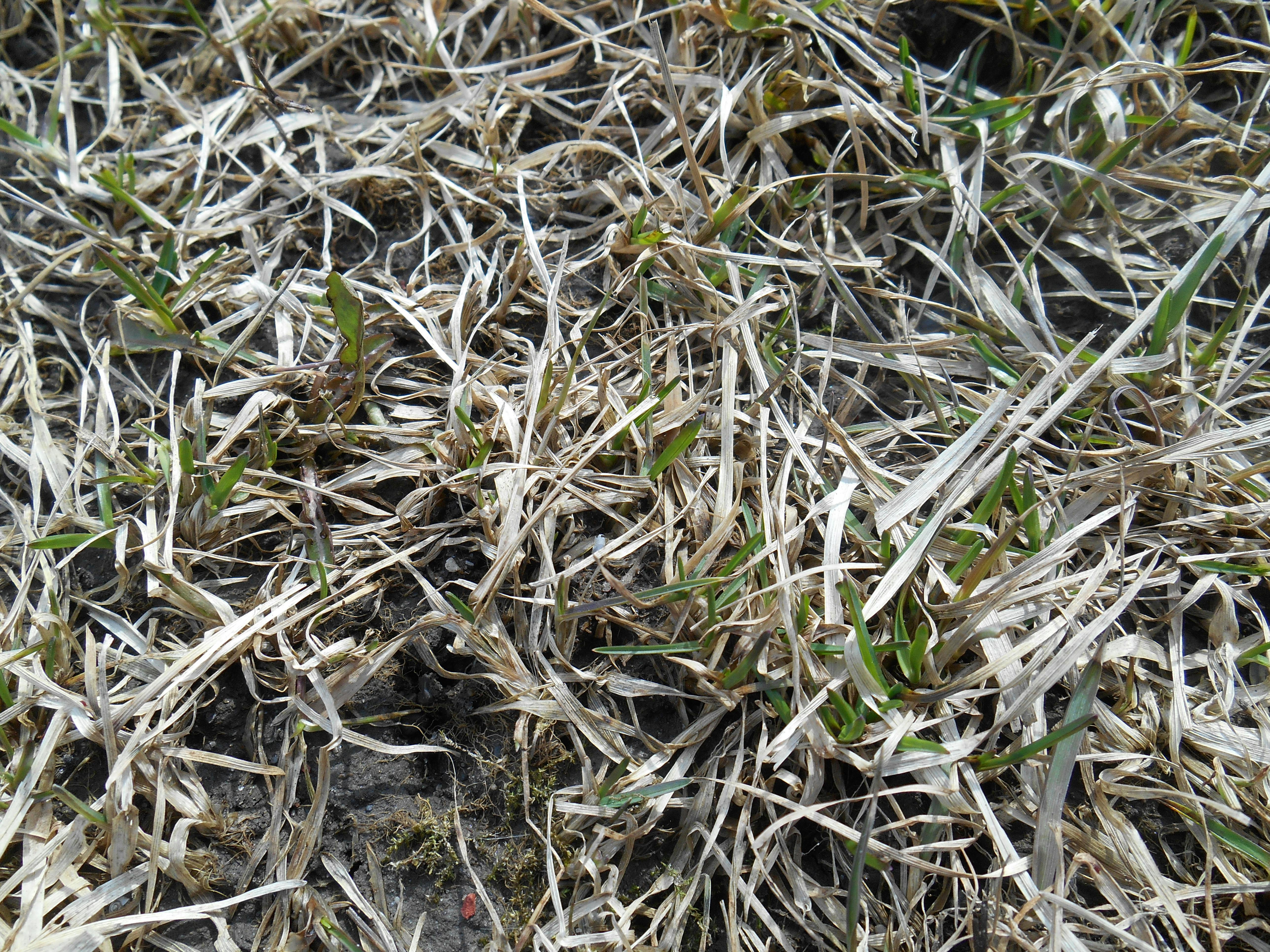 Free stock photo of 4320, 4k, 7680