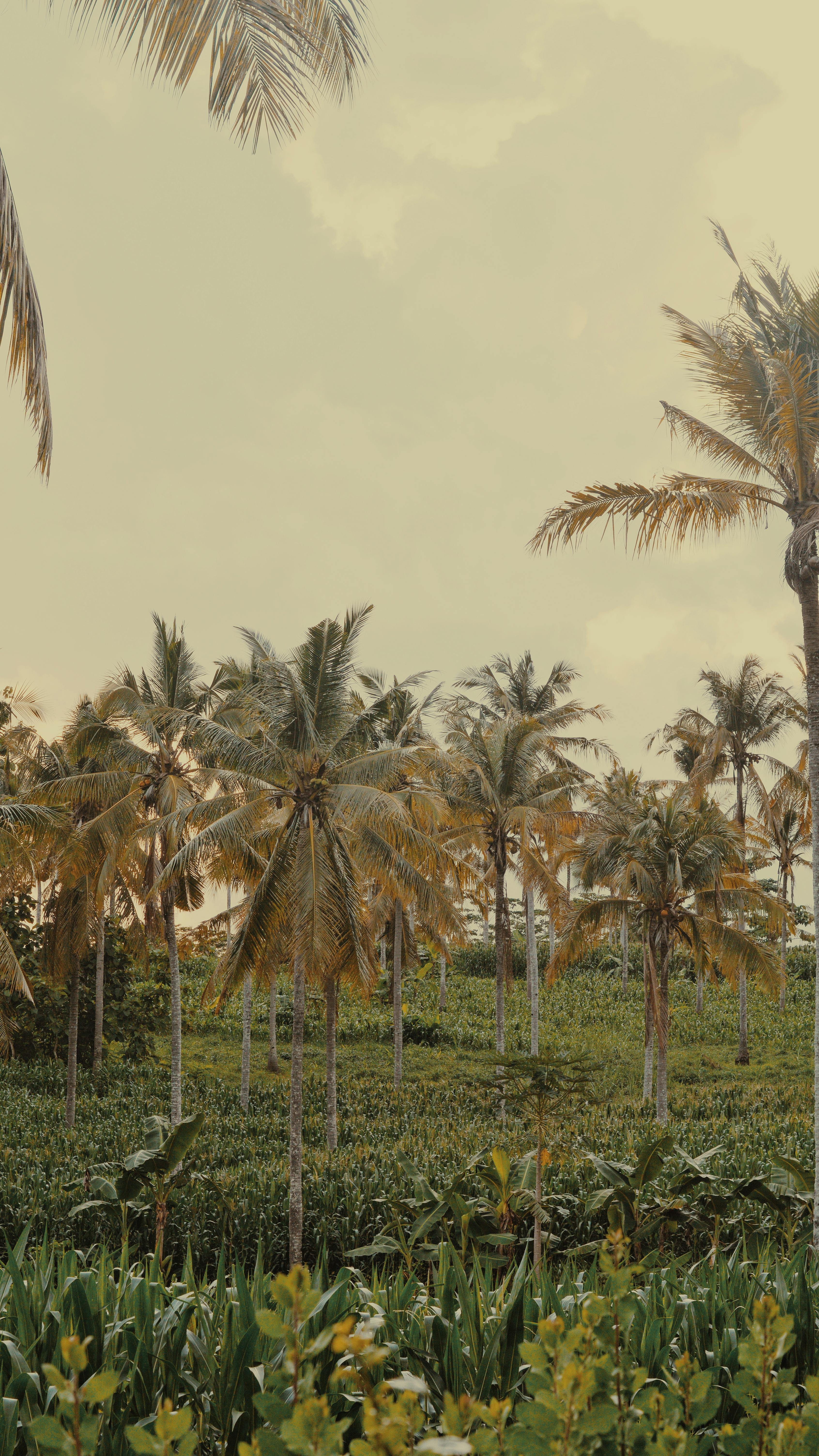 Ilmainen kuvapankkikuva aiheesta palmu, palmupuut, trooppinen