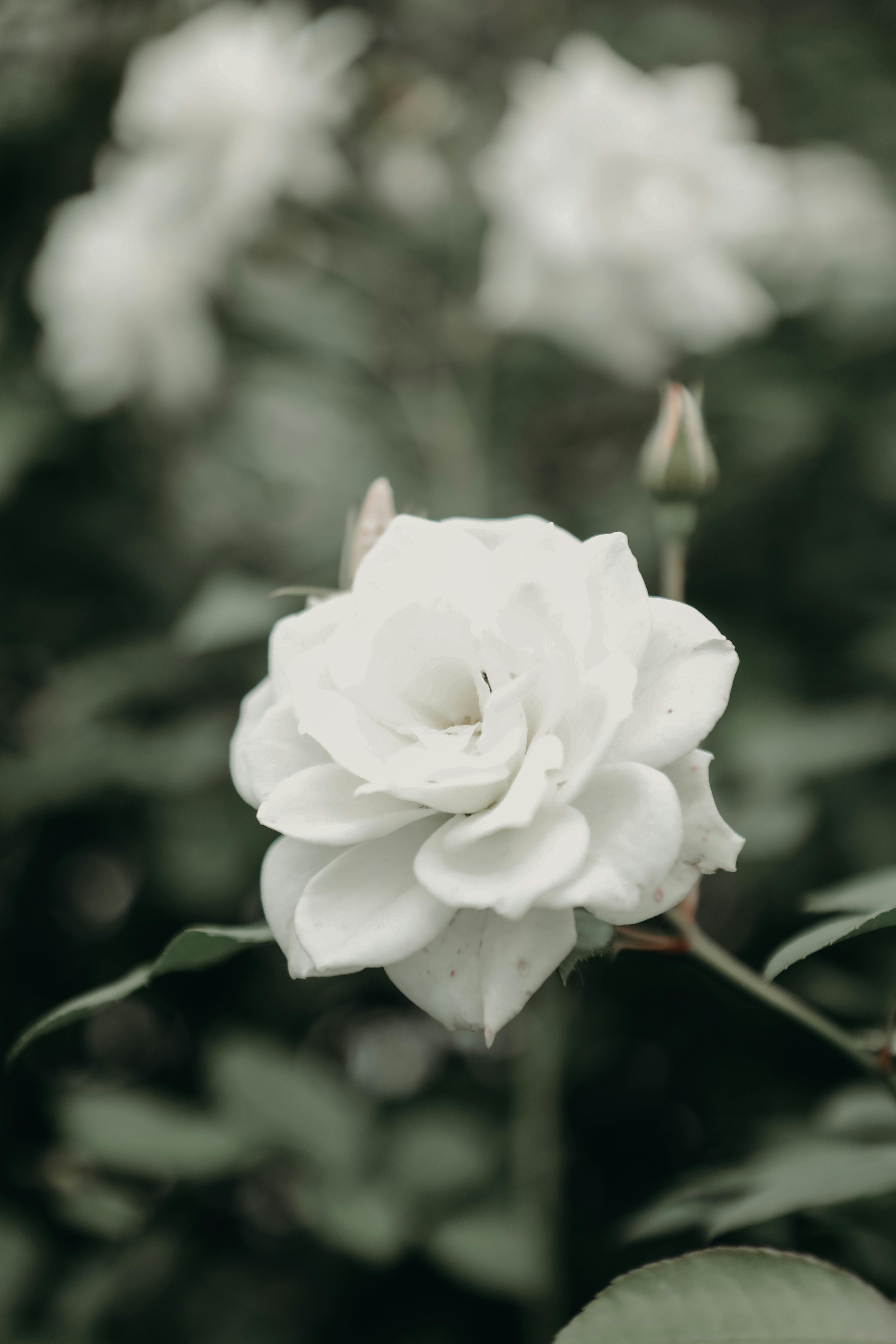 Photo of a White Blooming Rose · Free Stock Photo