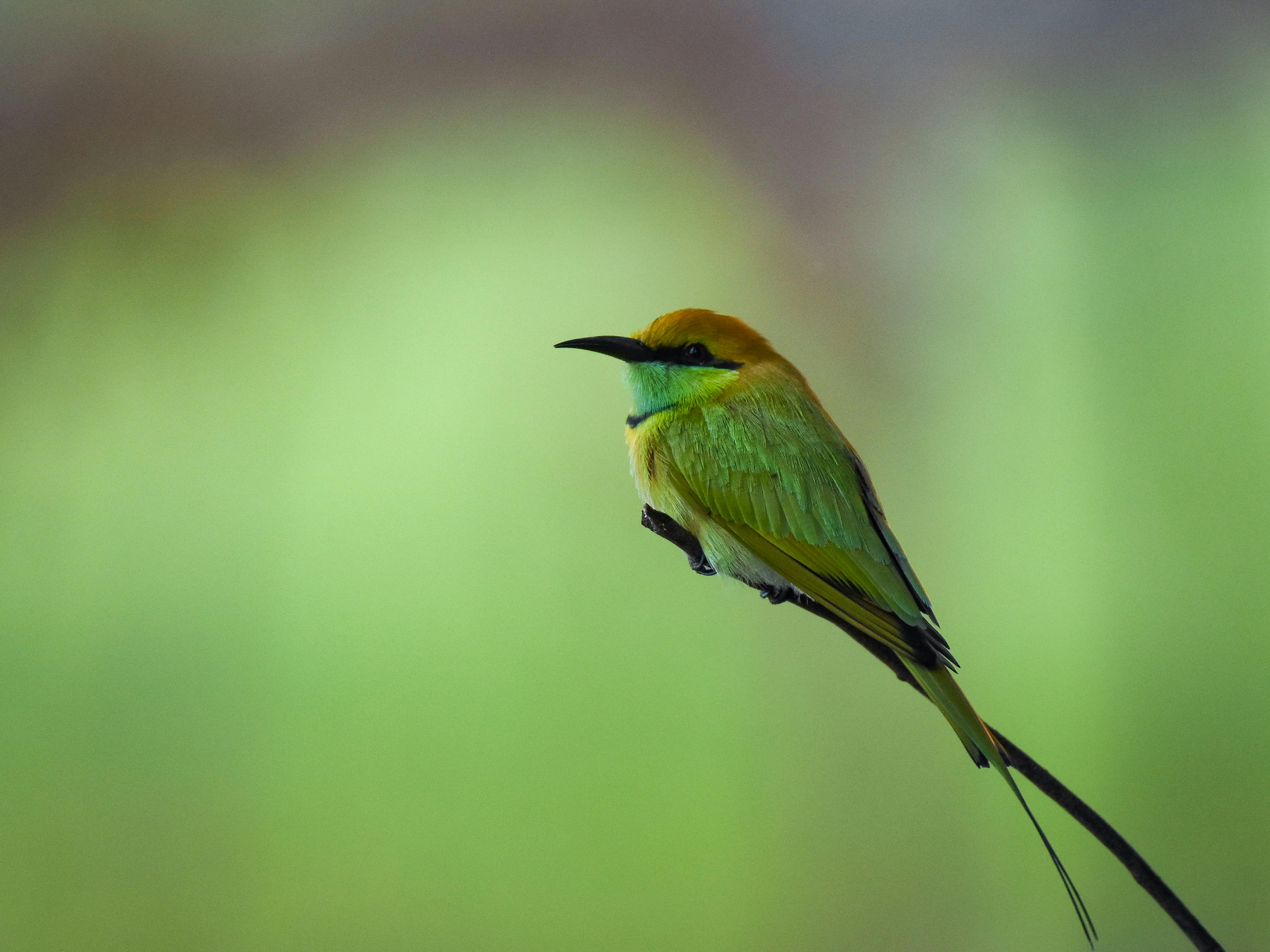 Pájaro Verde Y Marrón En La Rama De Un árbol · Fotos de stock gratuitas