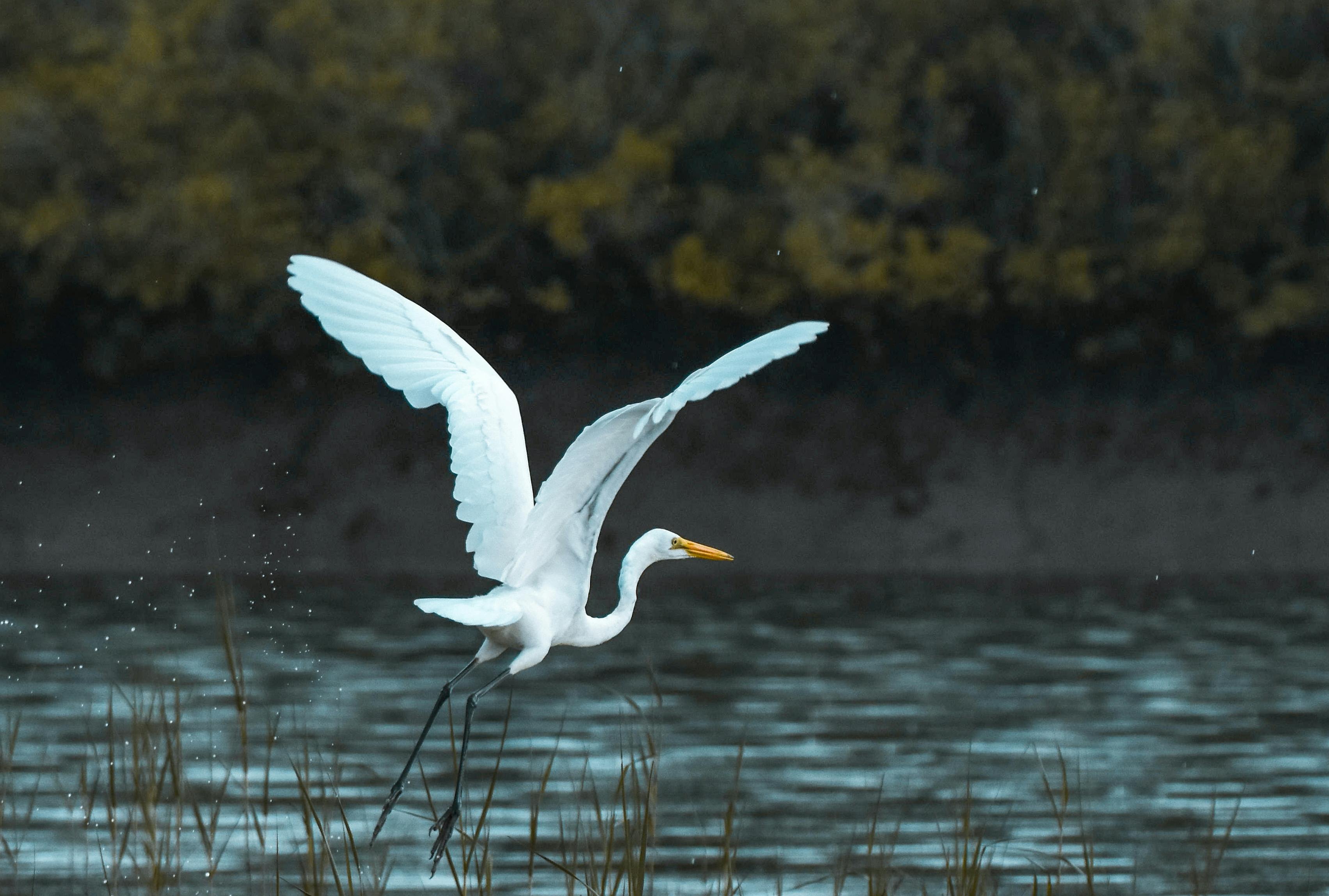 White Bird Flying over Body of Water · Free Stock Photo