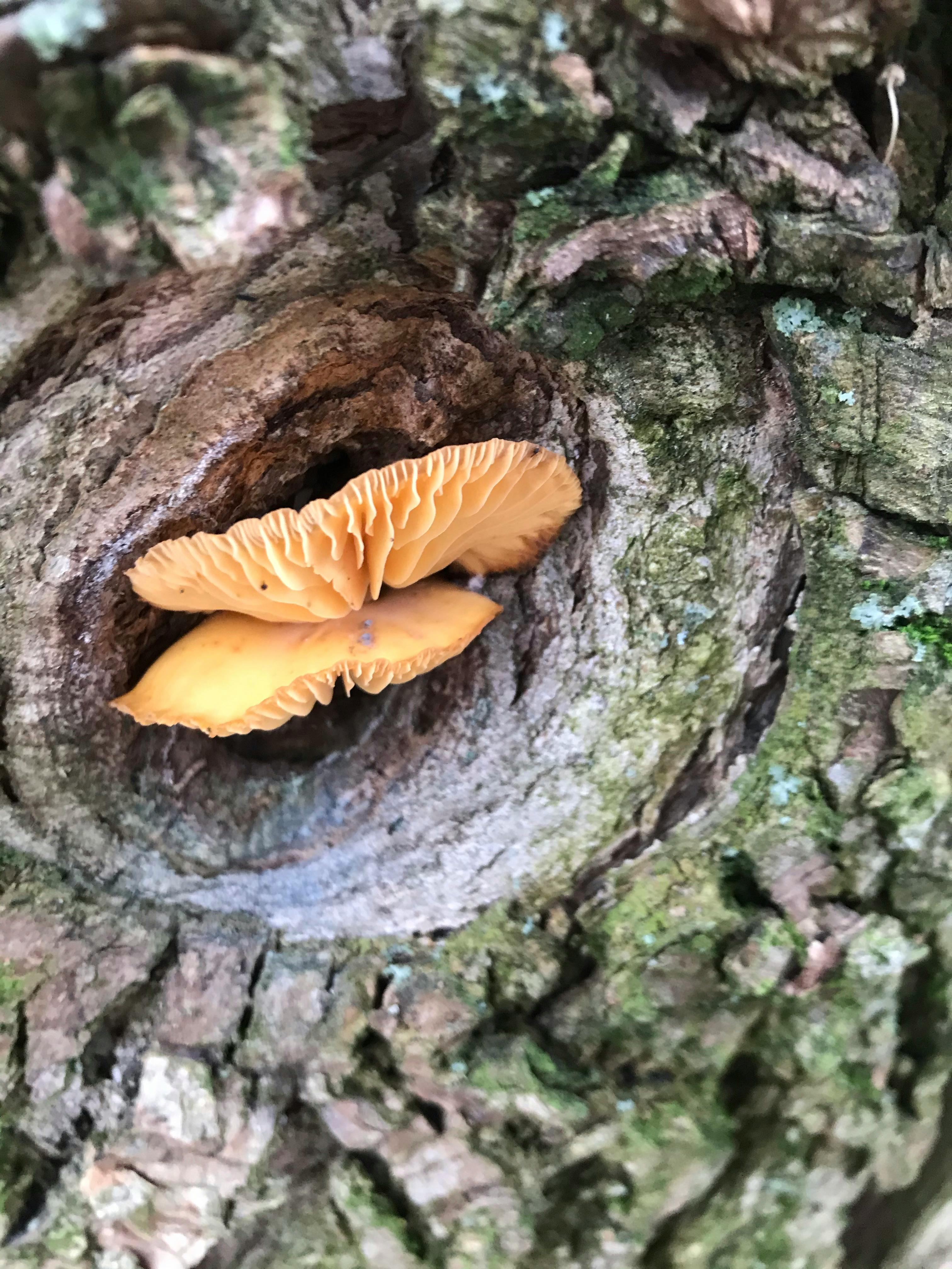 Sharon Green - Fotografía