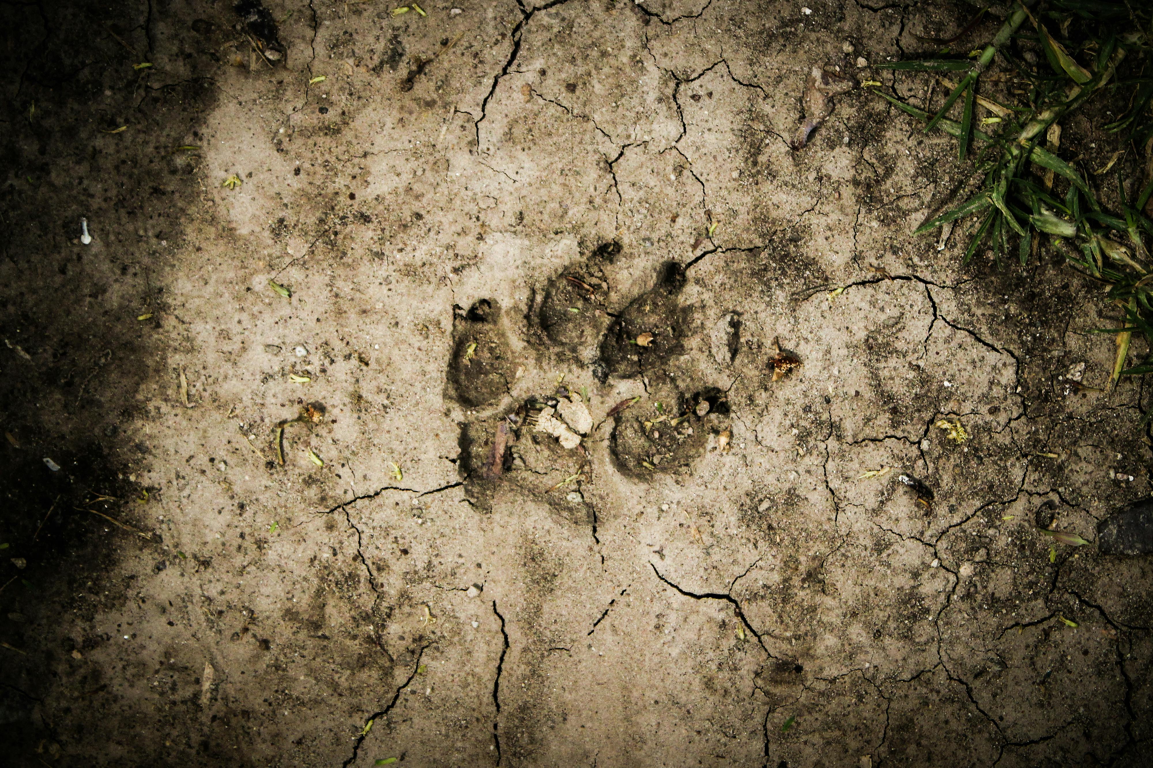 Free stock photo of animal, nature, paw