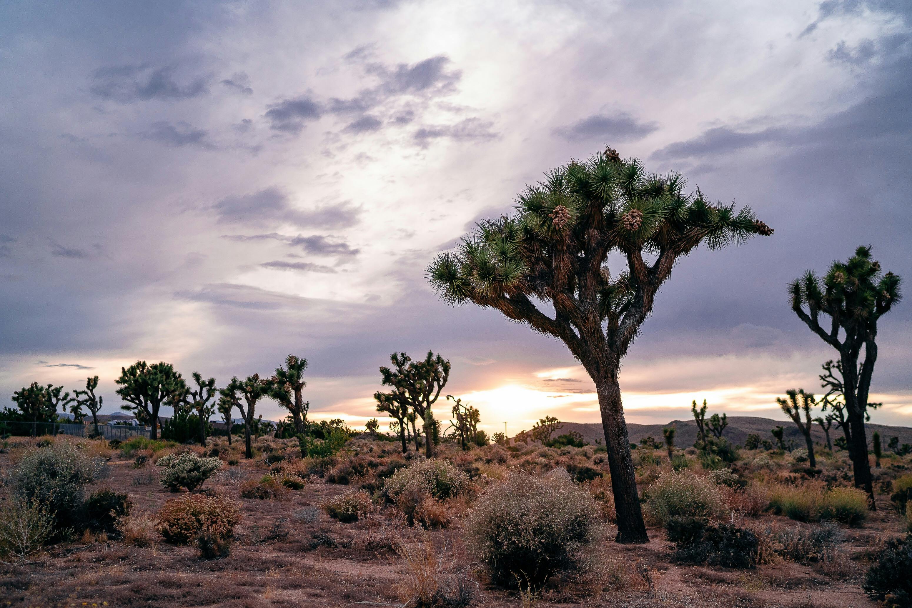 Rachel Xiao · Photography