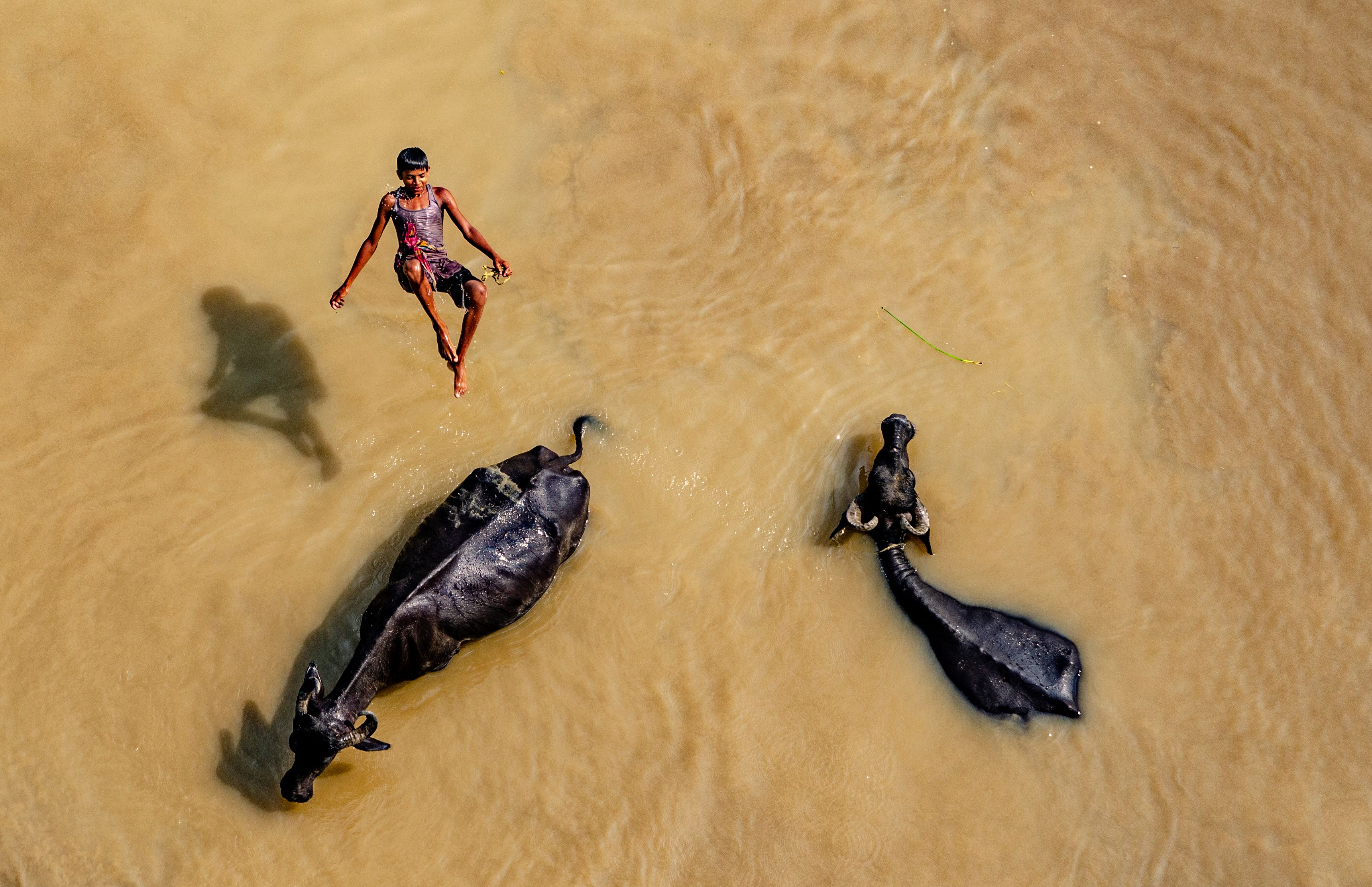 Man Rifing Water Buffalo Photos, Download The BEST Free Man Rifing ...