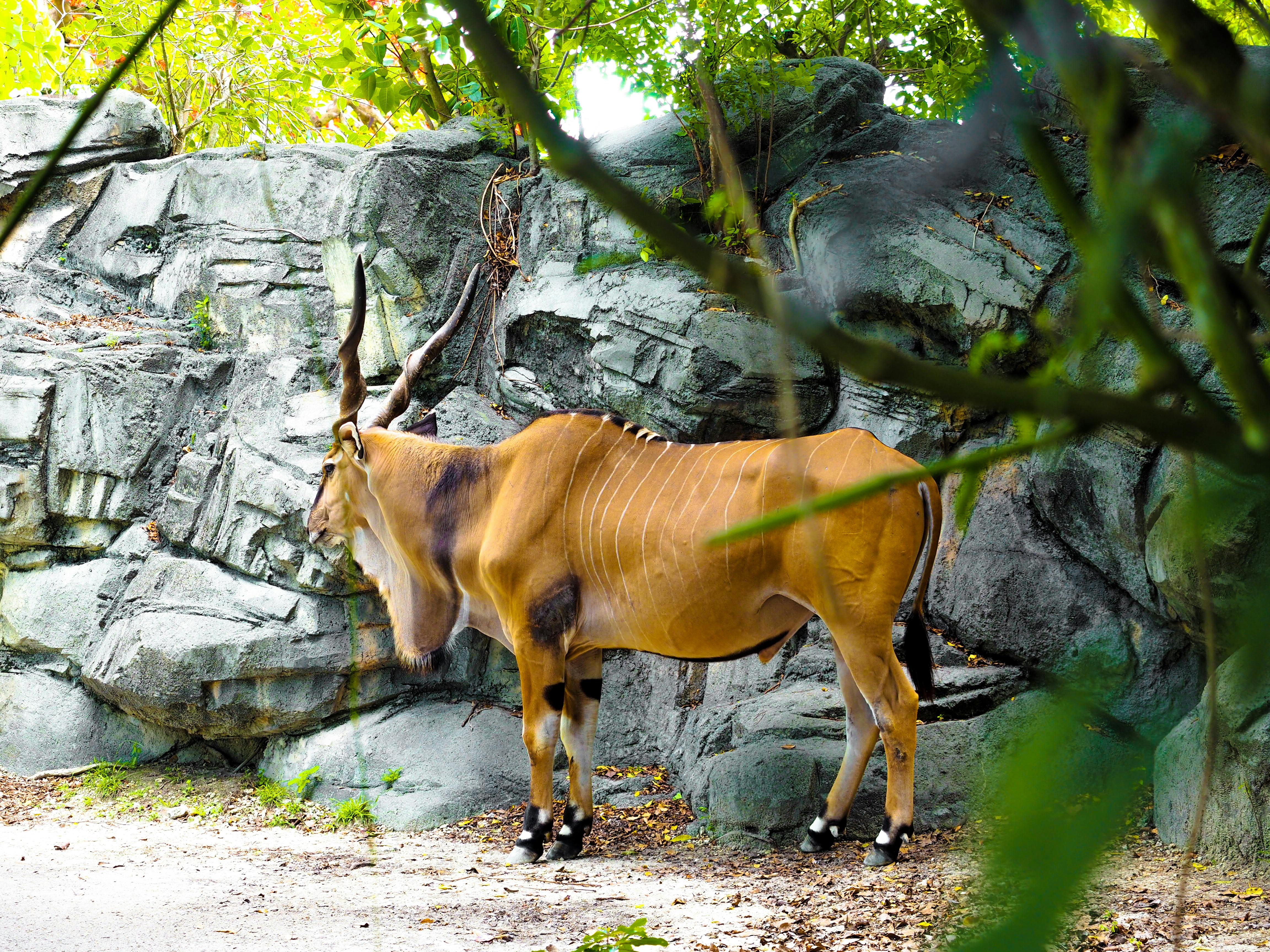 Man Raising Right Hand · Free Stock Photo