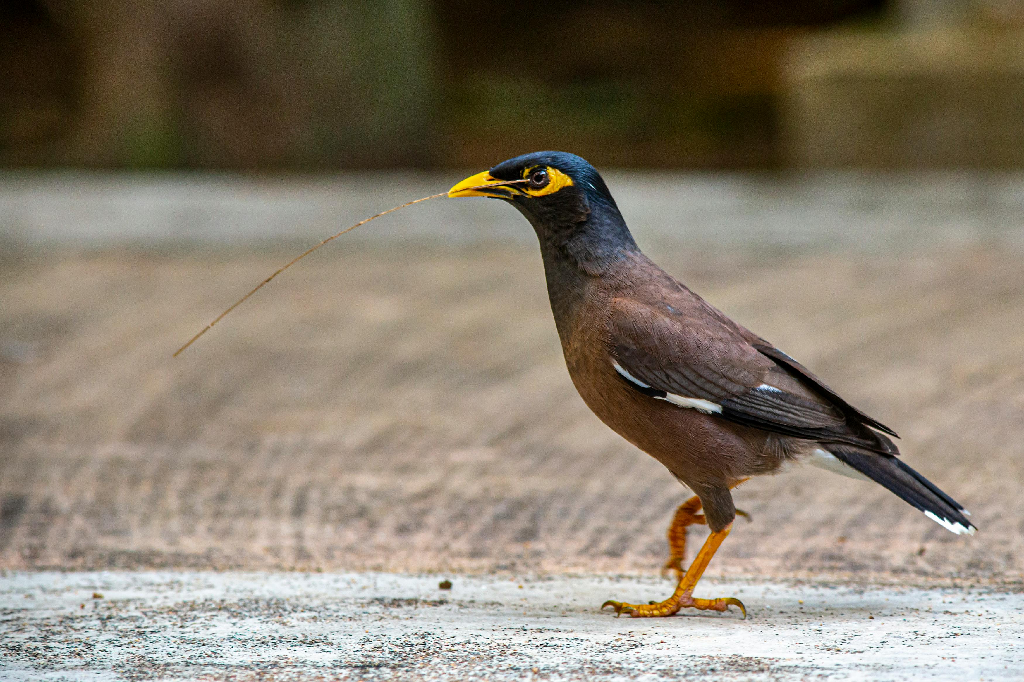 Birds 301 Photos & Videos Collected by Sam