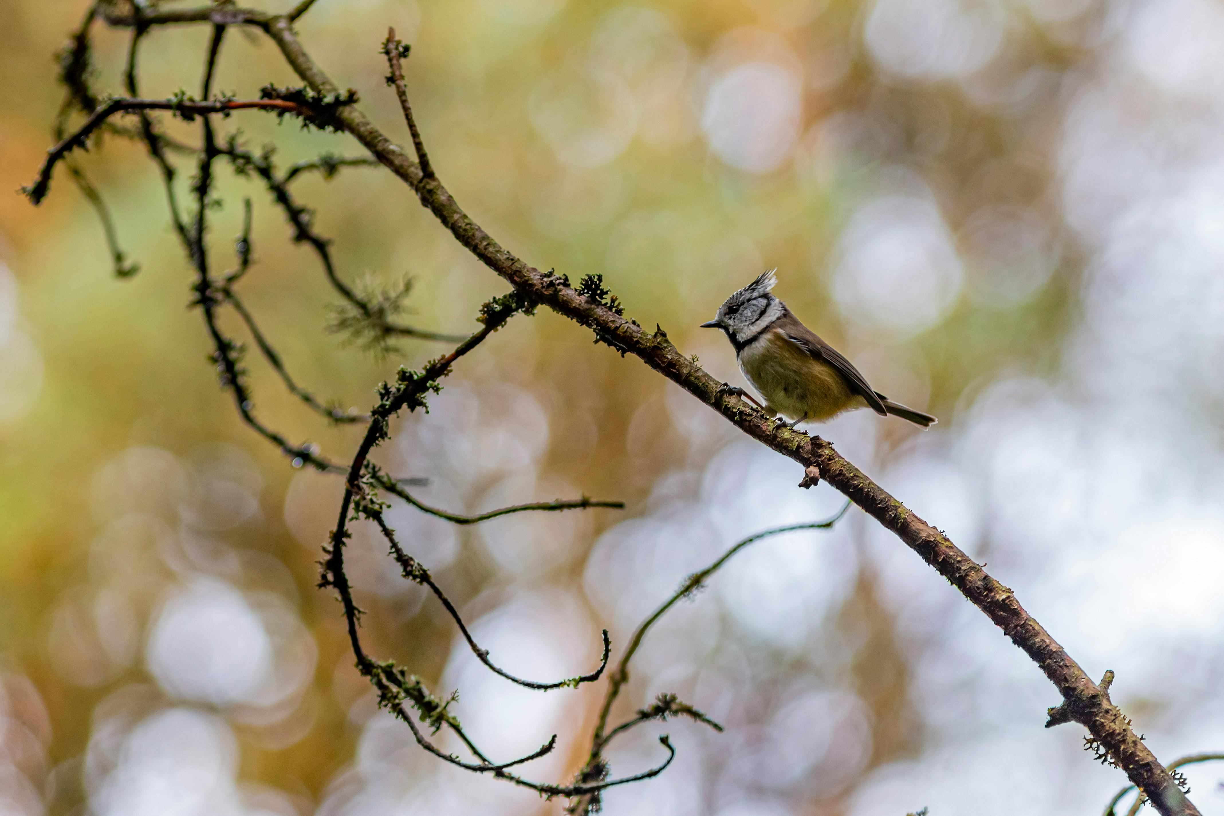 Pájaro Marrón Y Blanco En La Rama De Un árbol Marrón · Foto de stock ...