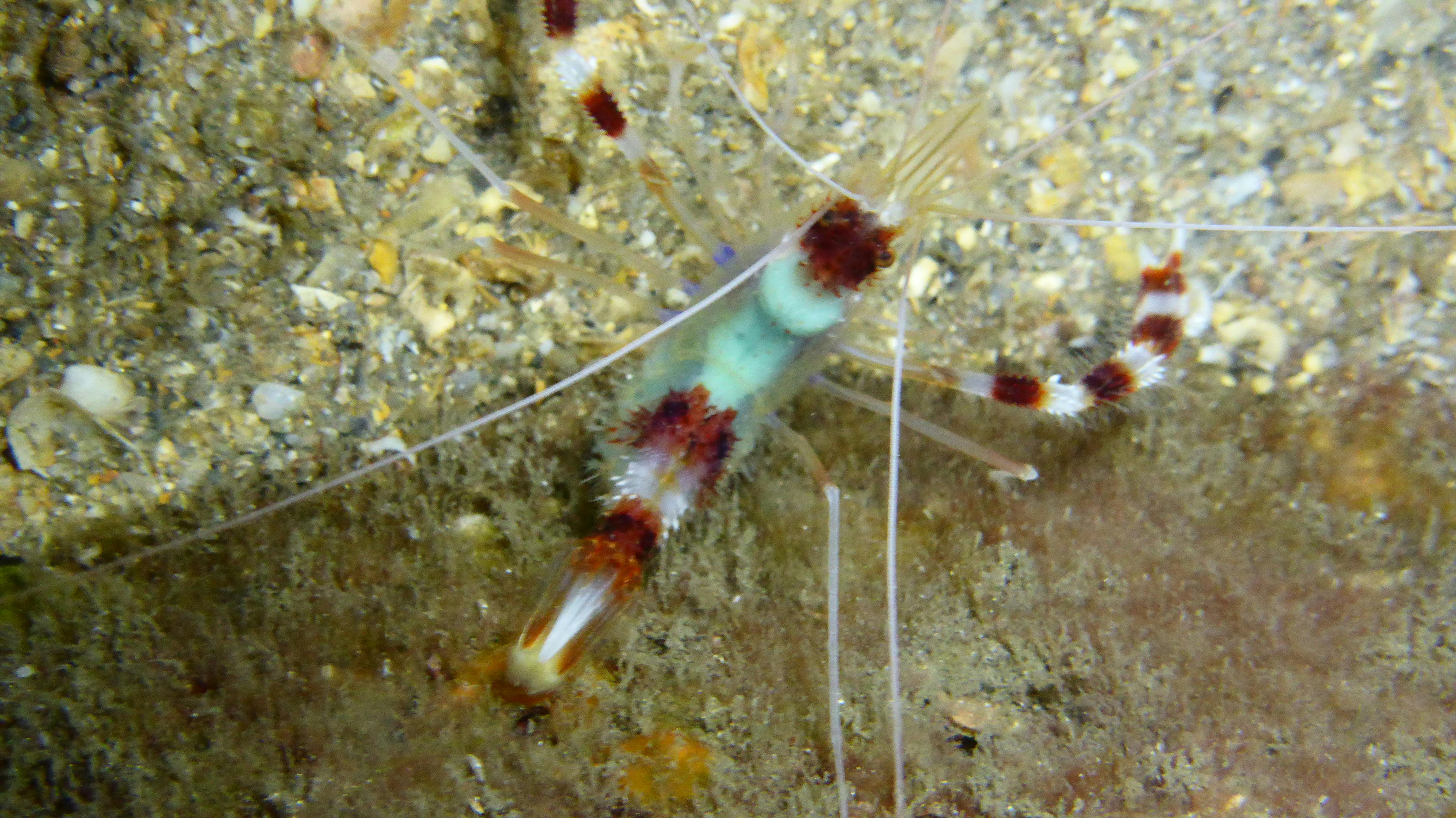 the real David Pressler - 摄影