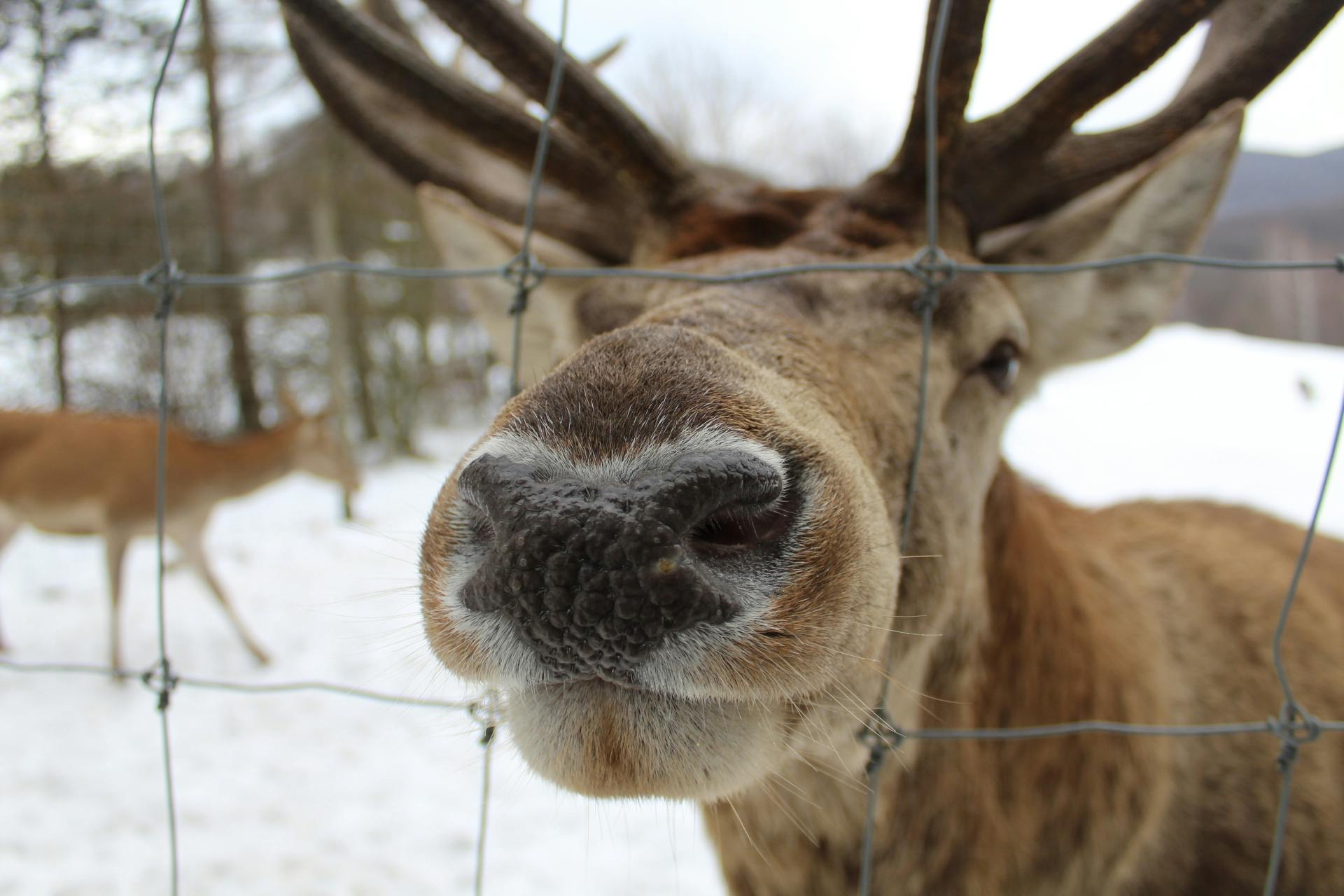 Free stock photo of brown, curious, elk