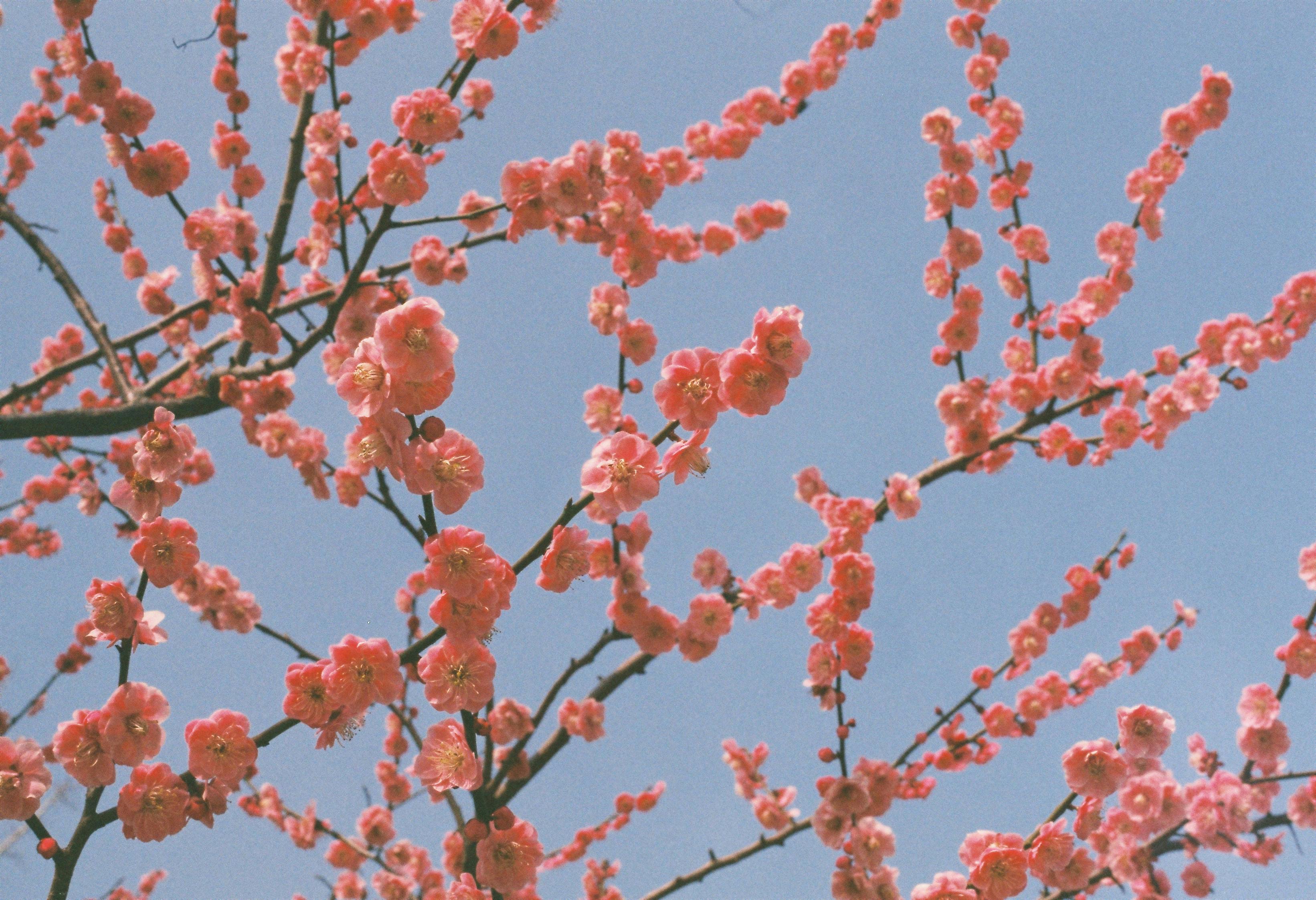 Red Round Fruits on Tree Branch · Free Stock Photo