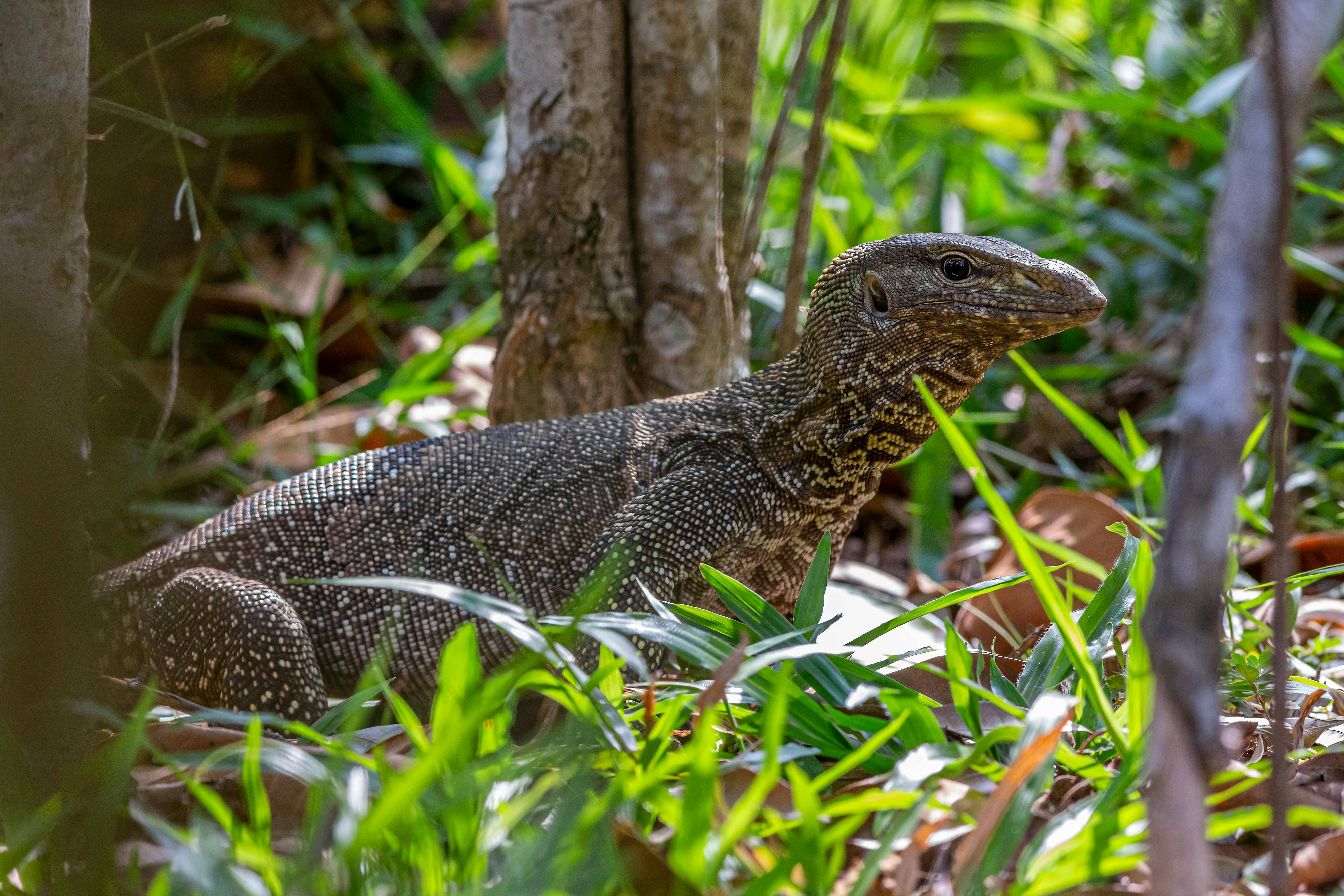 A Monitor lizard on the Grass · Free Stock Photo