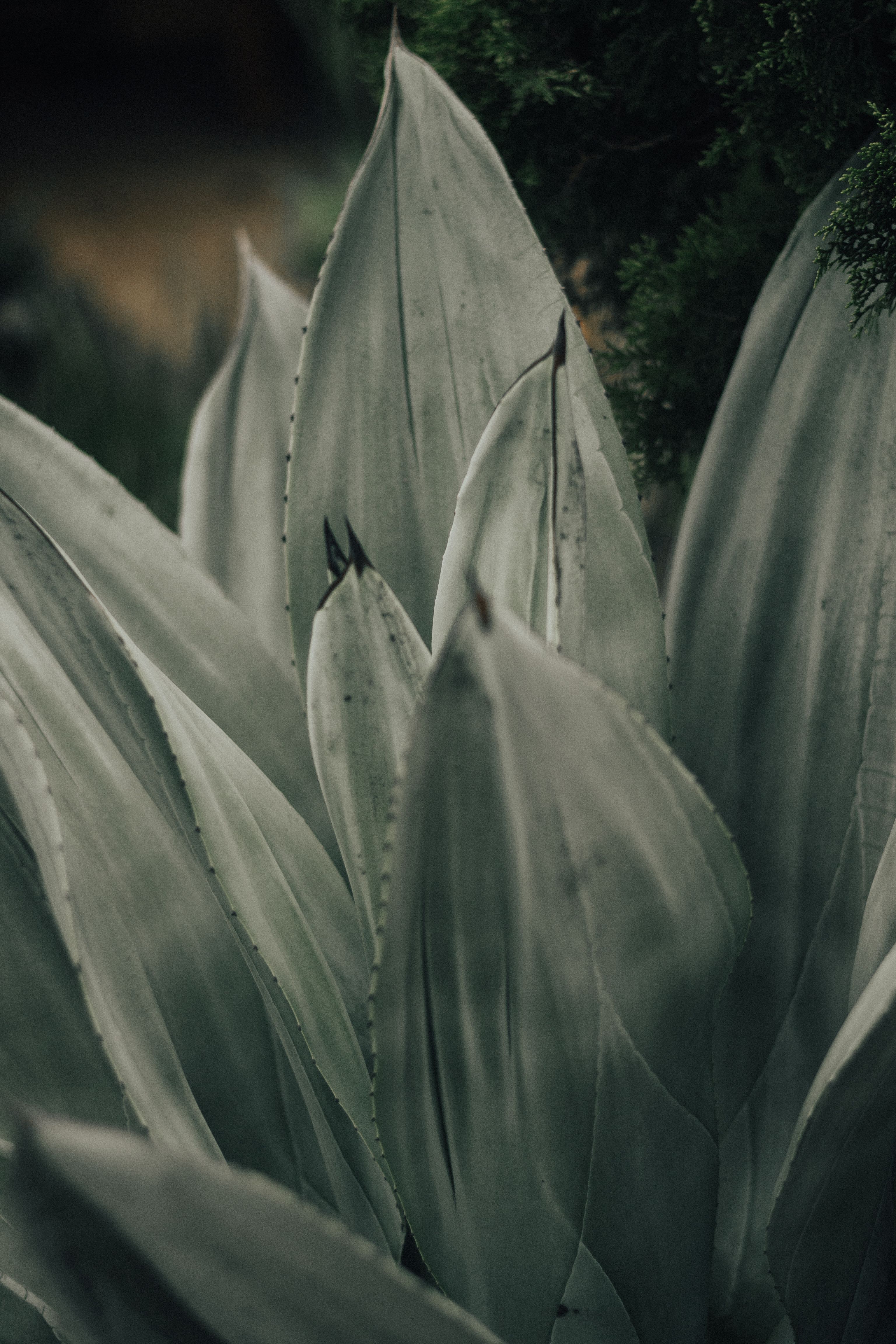 Close-Up Photography of Agave Plant · Free Stock Photo