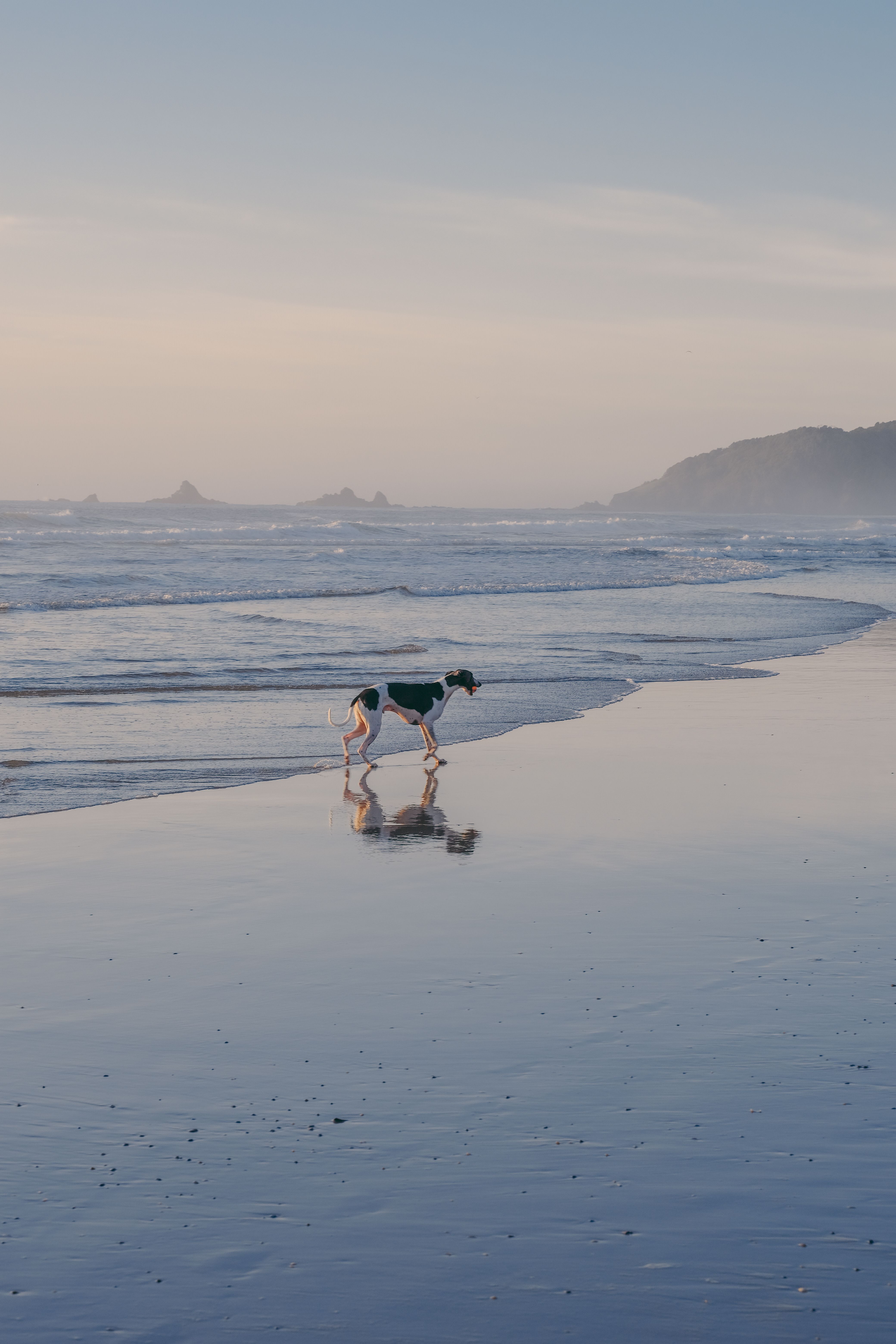 Doge Dog Beach