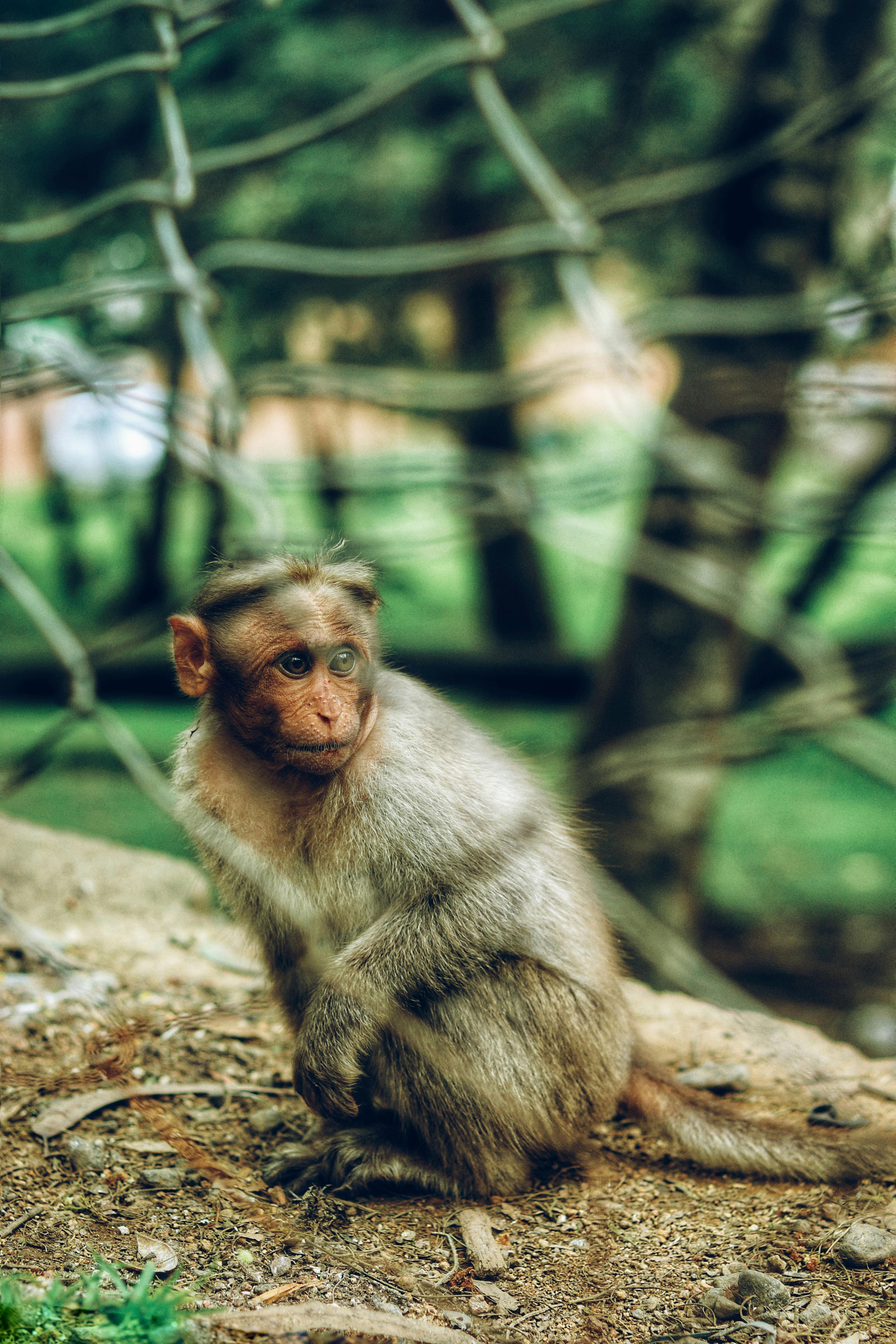 Photo Of Monkeys · Free Stock Photo
