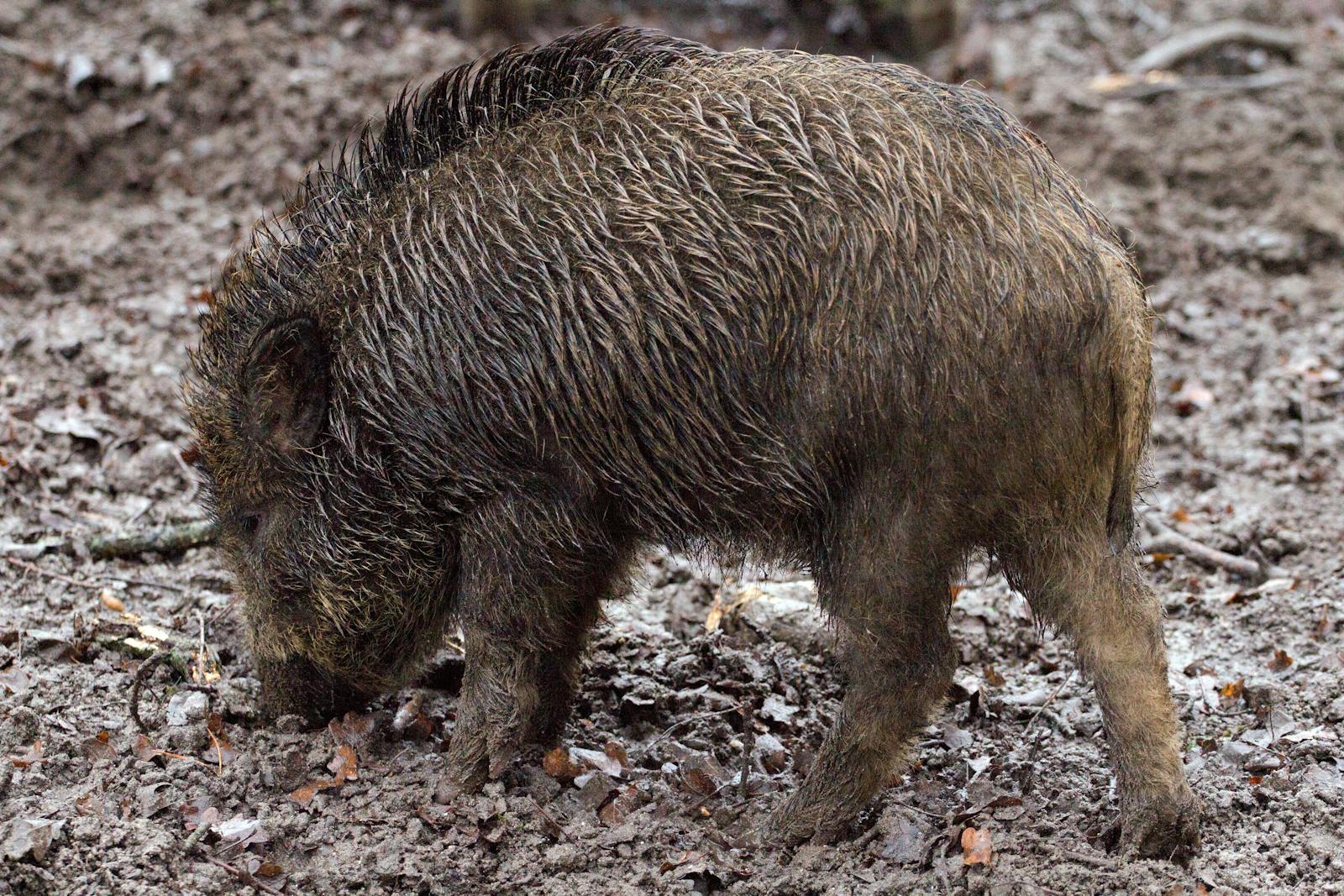 Wild Boar Photos, Download The BEST Free Wild Boar Stock Photos & HD Images