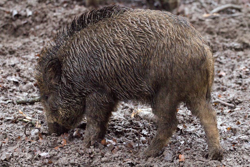 Boar Photos, Download The BEST Free Boar Stock Photos & HD Images