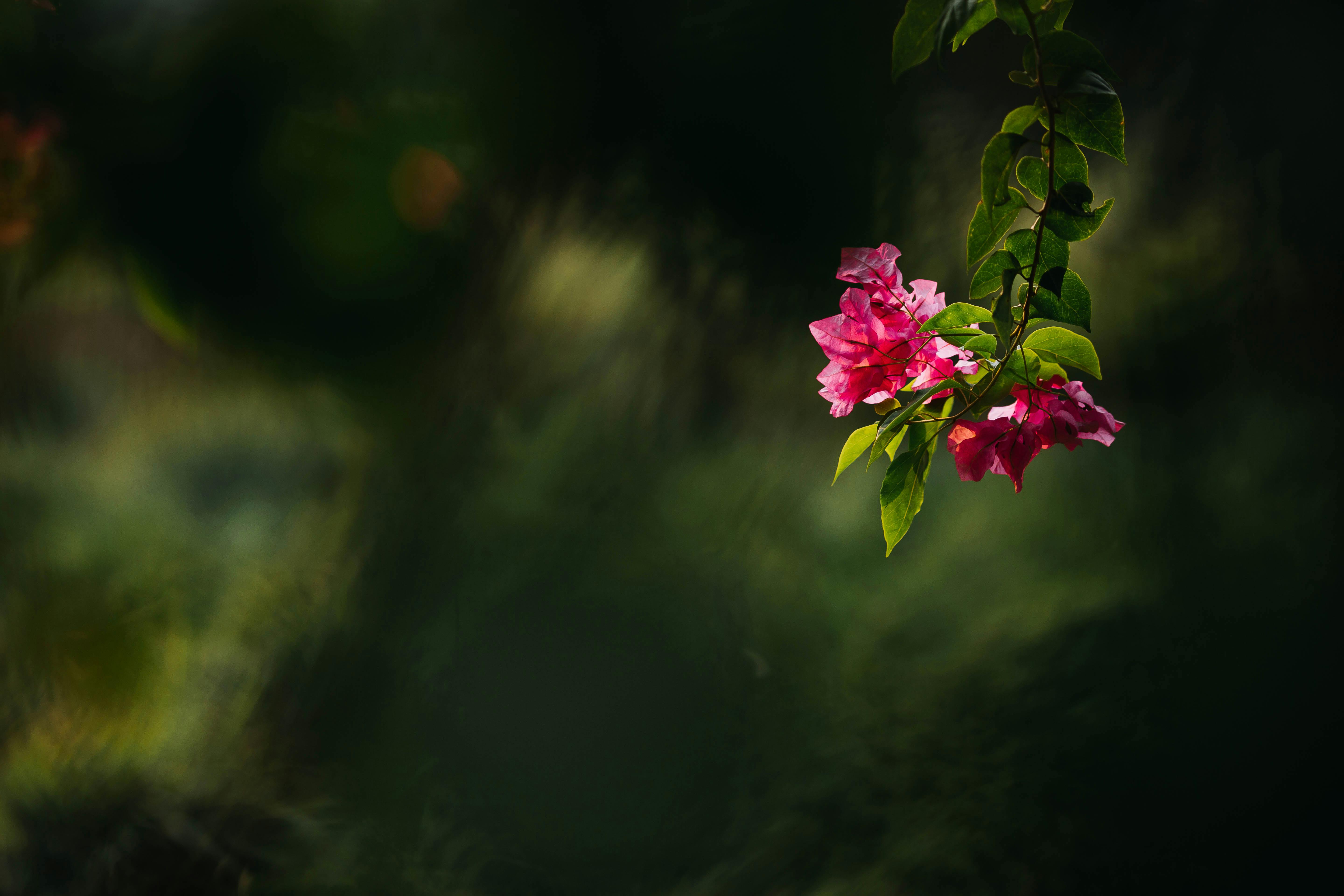 Close up of Pink Flower · Free Stock Photo