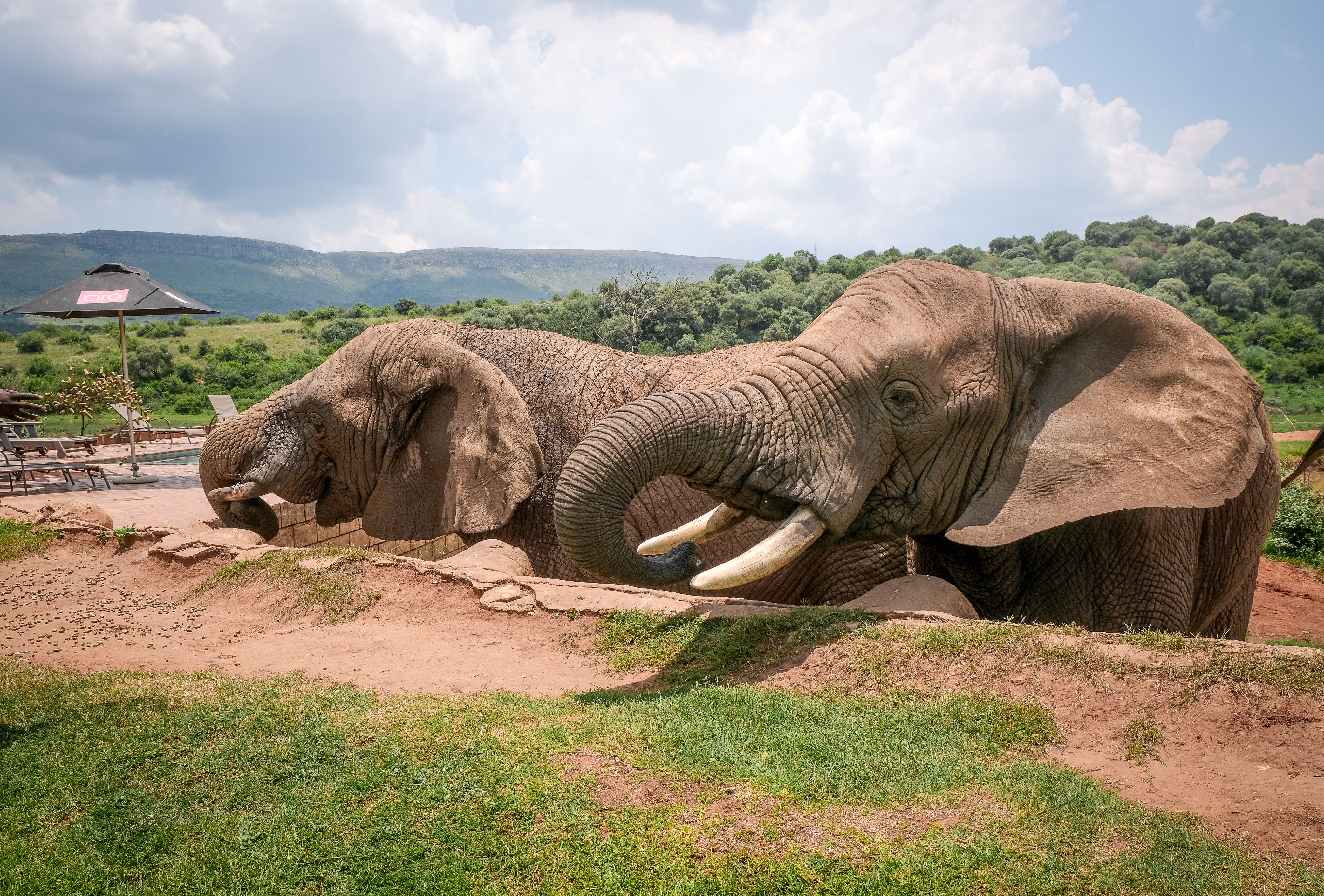 Photo of African Elephants · Free Stock Photo