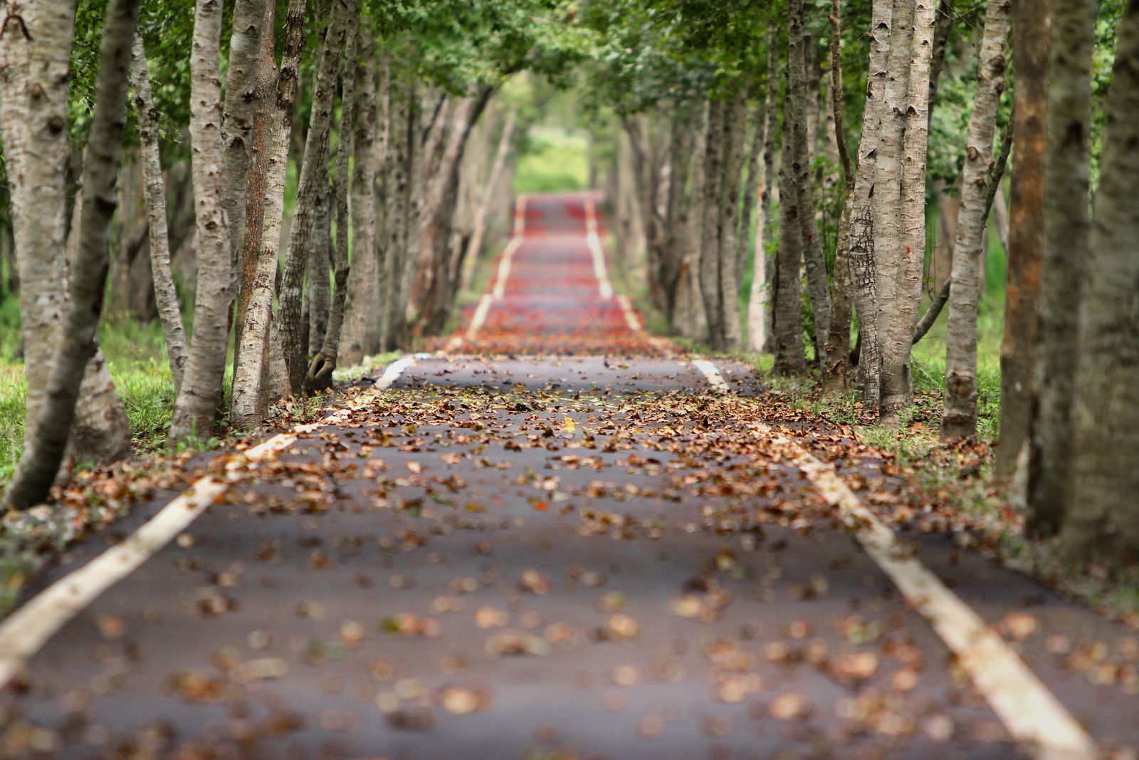 60,000+ Best Road Photos · 100% Free Download · Pexels Stock Photos