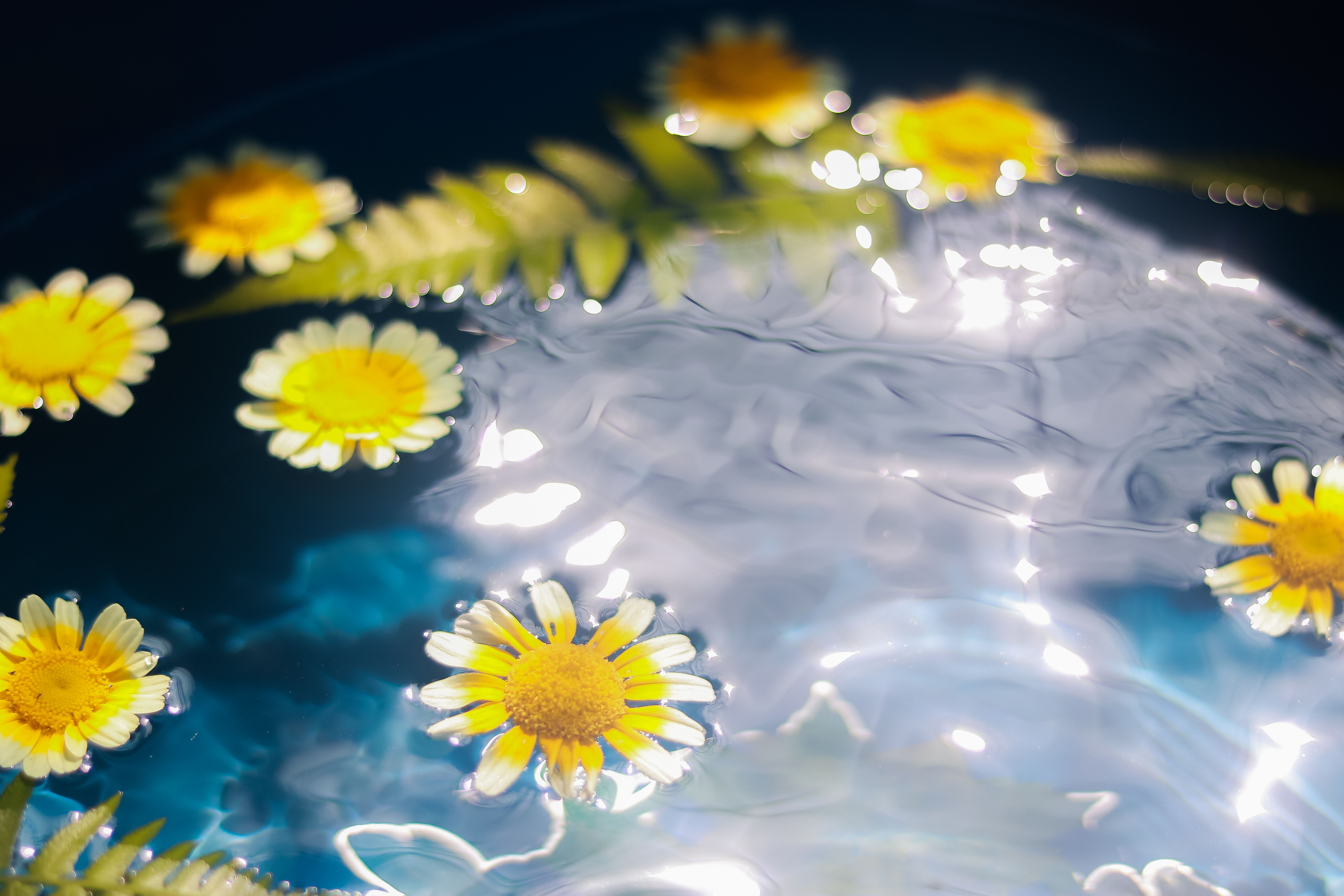 Hand Touching a Crown Daisy Flower Floating on Water · Free Stock Photo