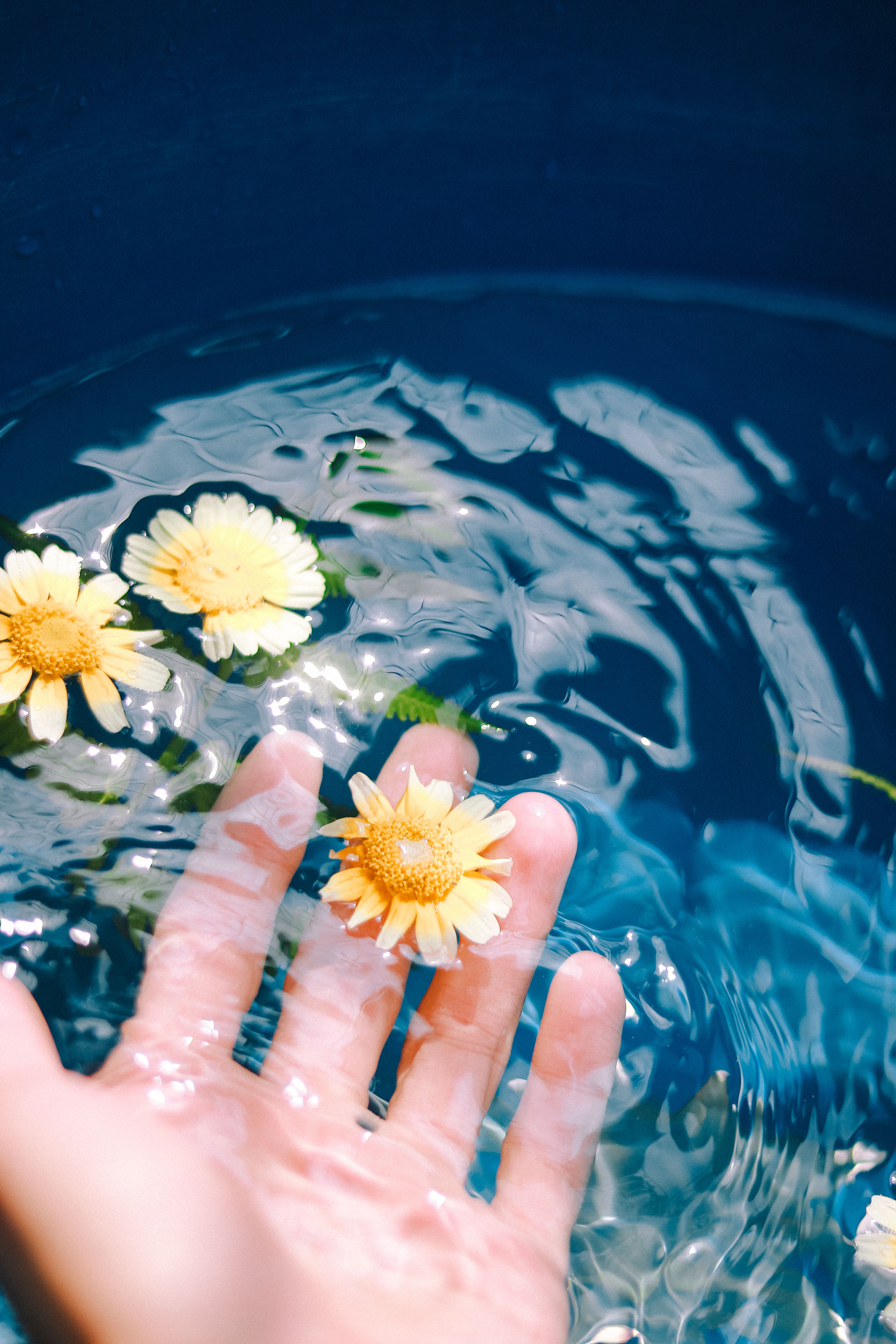 Hand Touching a Crown Daisy Flower Floating on Water · Free Stock Photo
