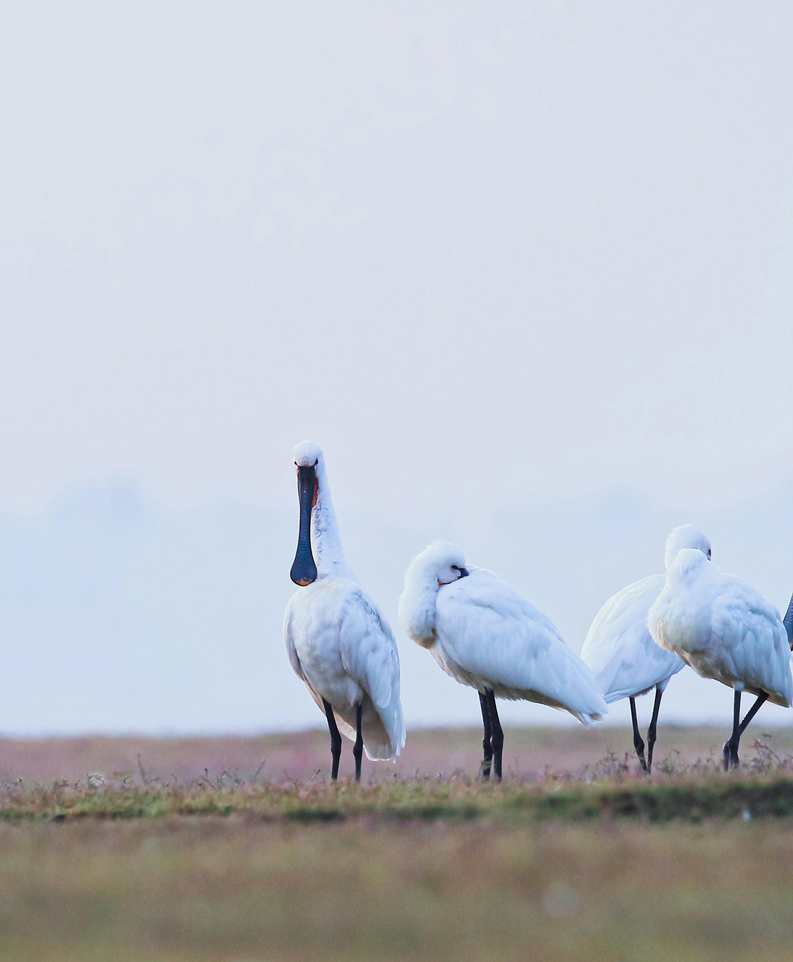 The Fly Ranch Geyser Photos, Download The BEST Free The Fly Ranch ...
