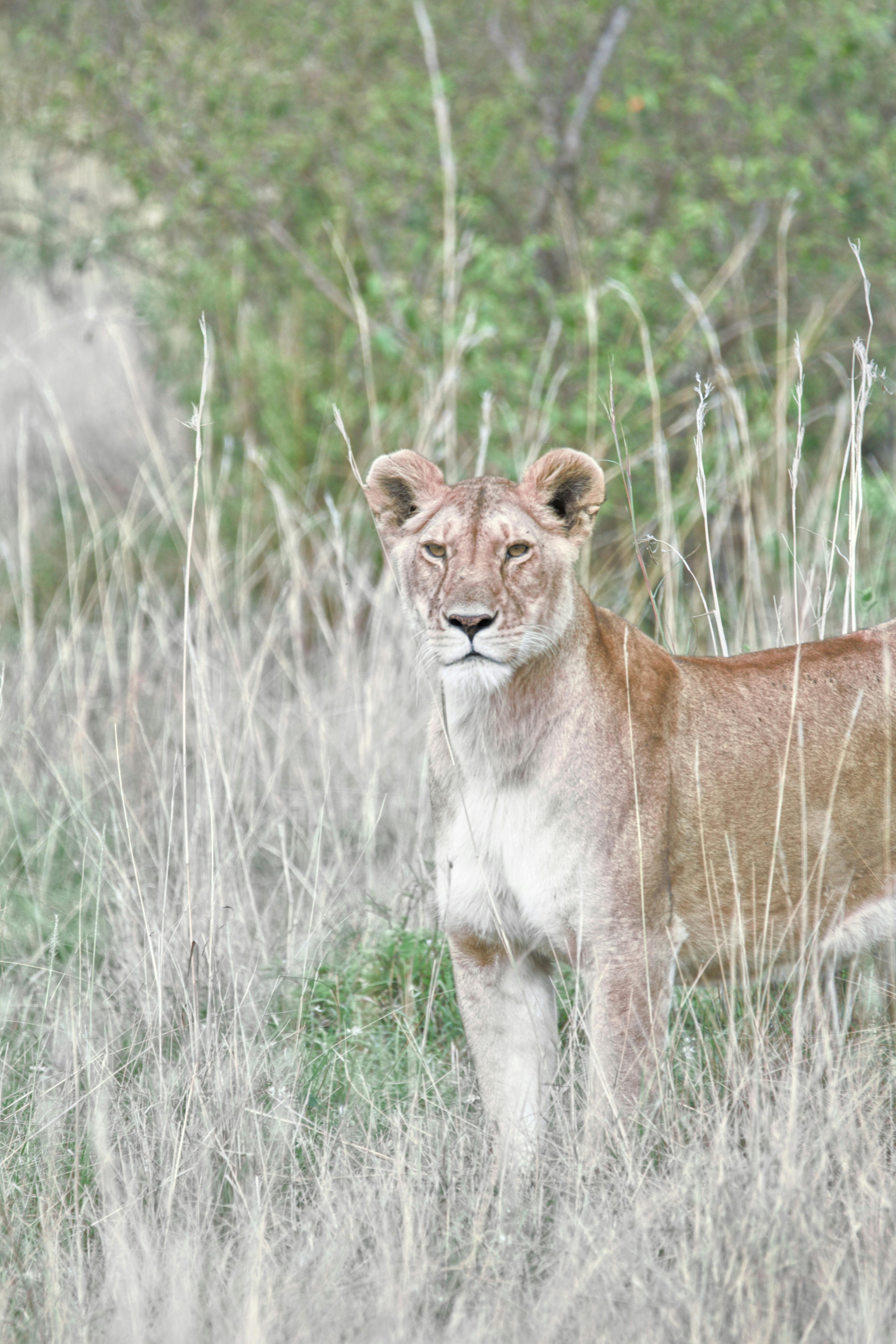 Lioness Standing on Grass Field · Free Stock Photo