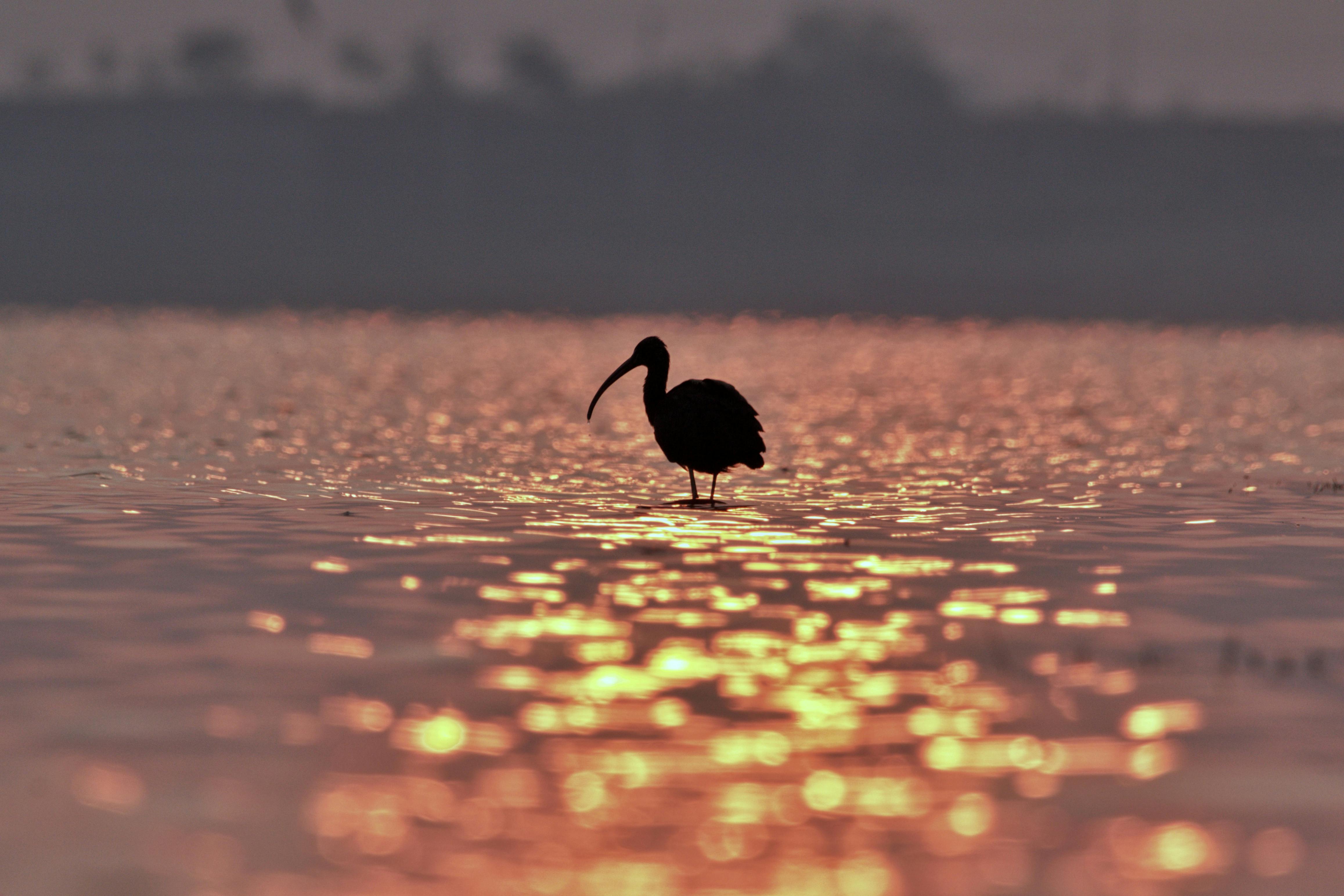 Ibis Photos, Download The BEST Free Ibis Stock Photos & HD Images