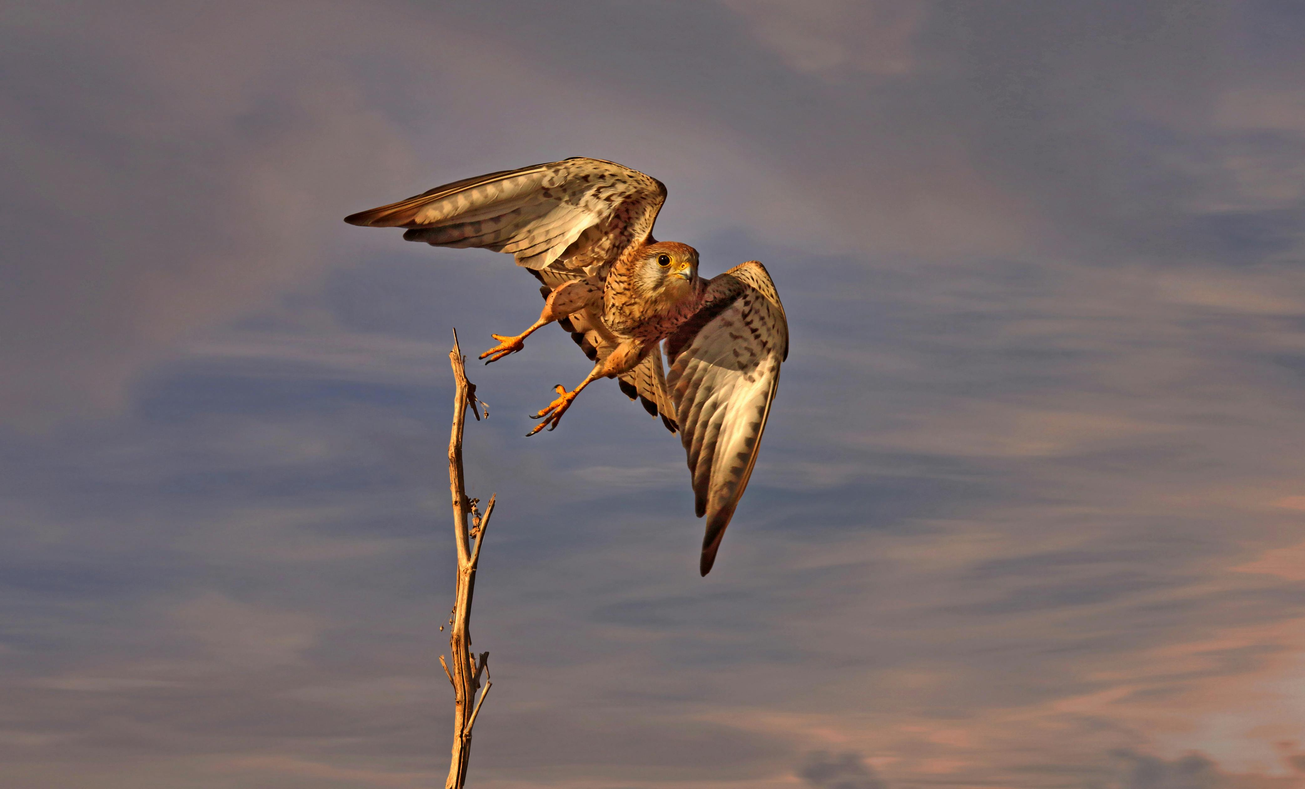 Halcón Salvaje Volando Bajo El Cielo Nublado Al Atardecer · Fotos de ...