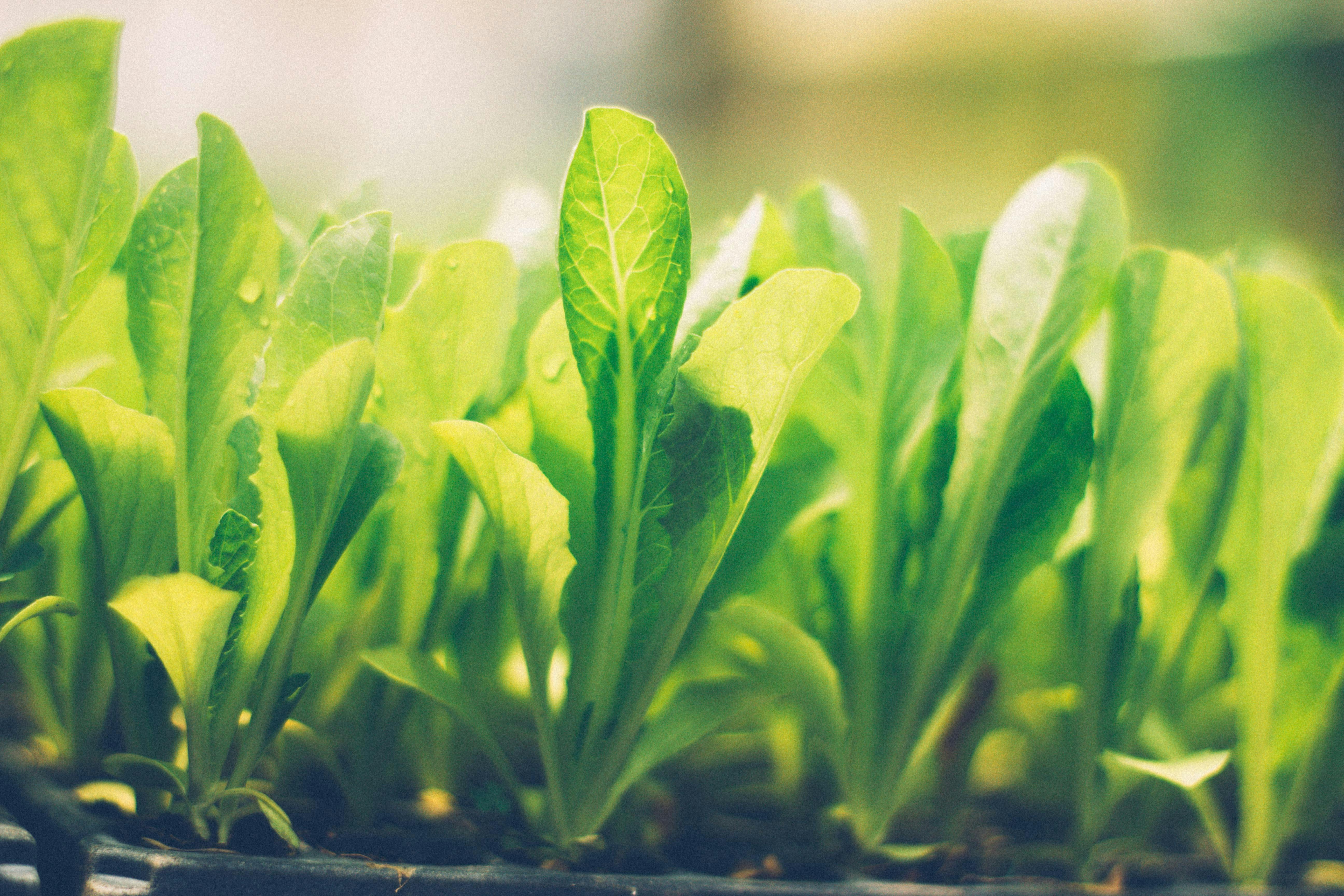 Free stock photo of green, greenery, natural