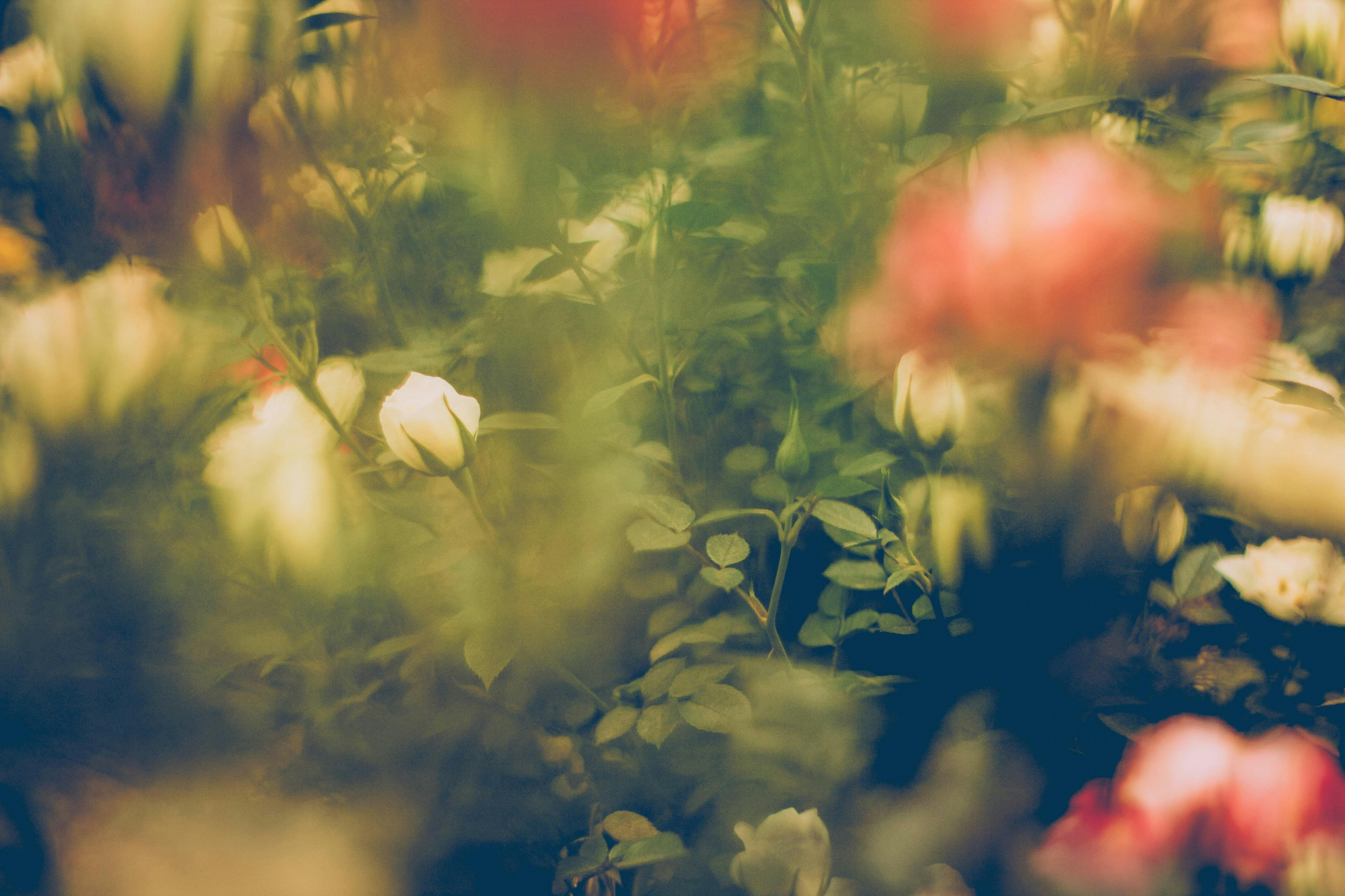 Free stock photo of green, greenery, natural