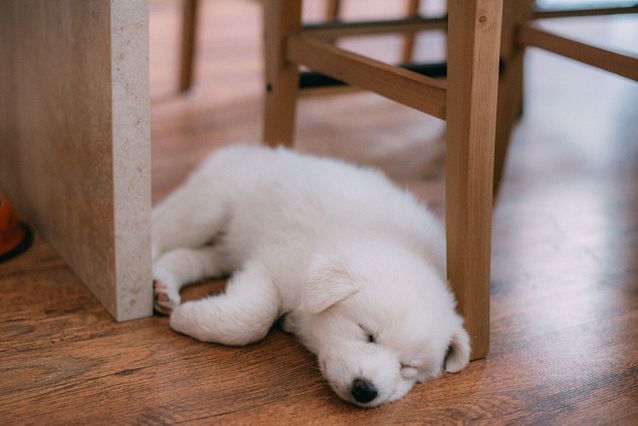 A Comprehensive Guide to Loving Shorkie Poo Dogs