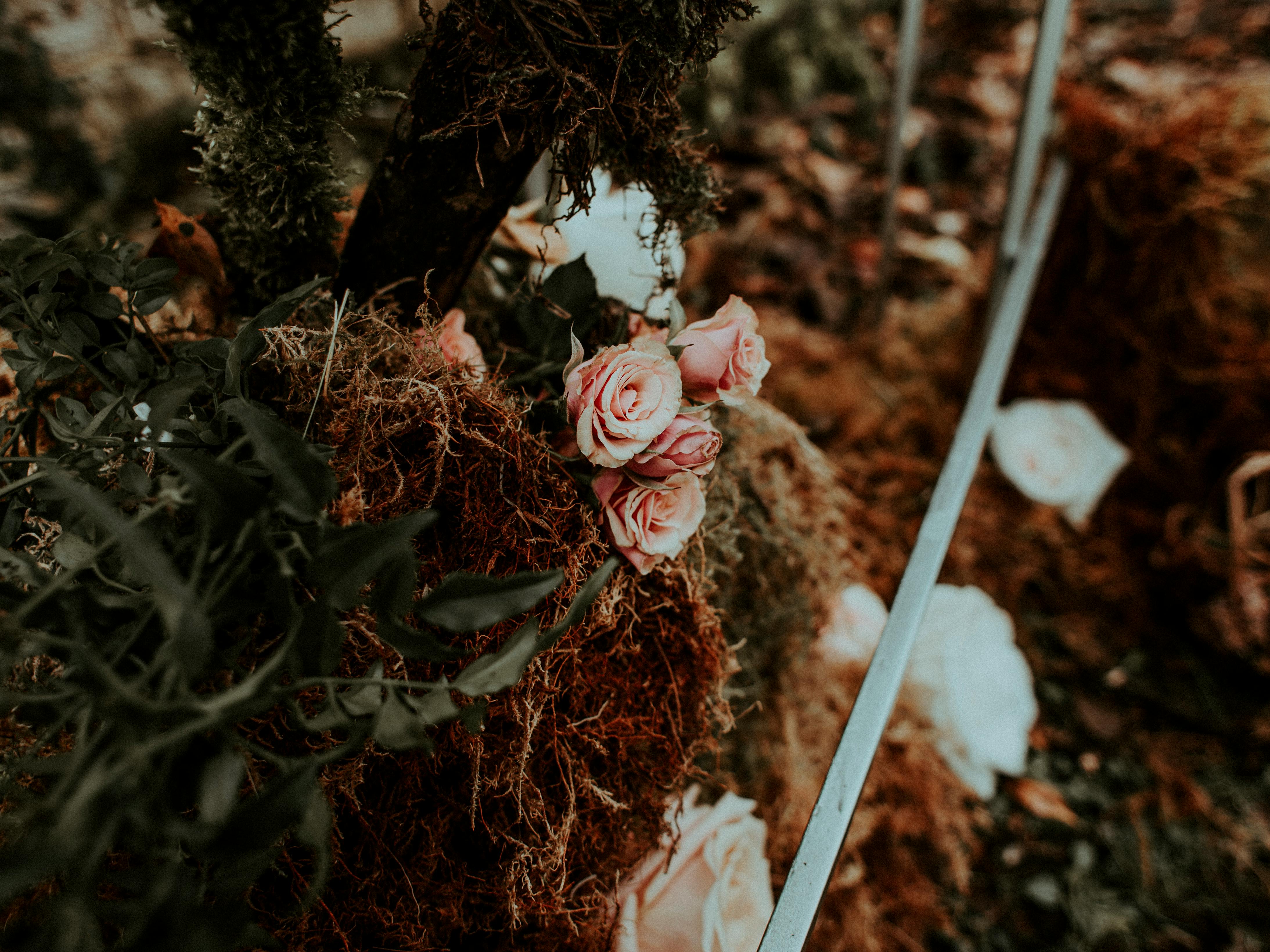 210+ Best Free Die Stock Photos & Images · 100% Royalty-Free HD Downloads