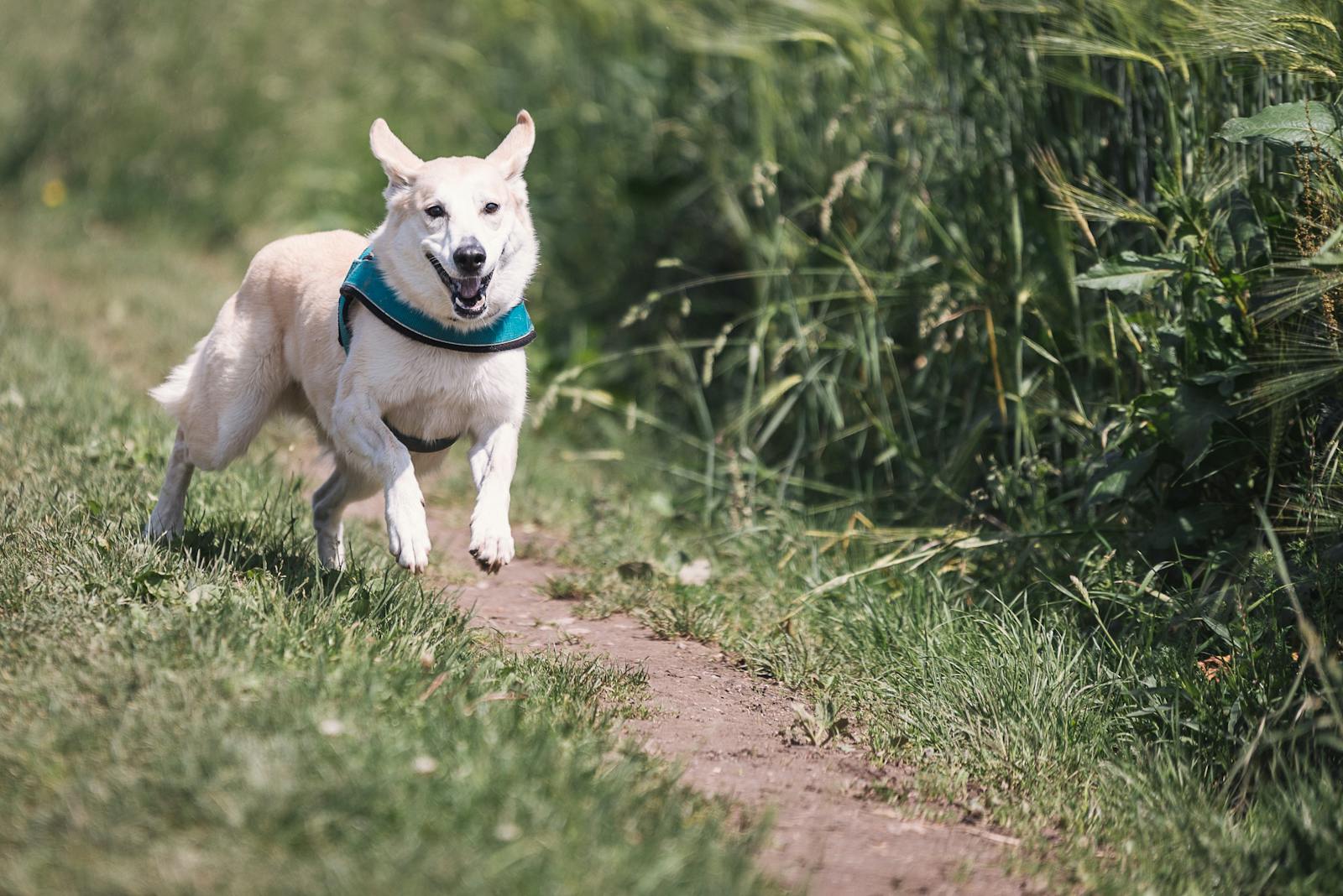 Running Dog Photos, Download The BEST Free Running Dog Stock Photos ...