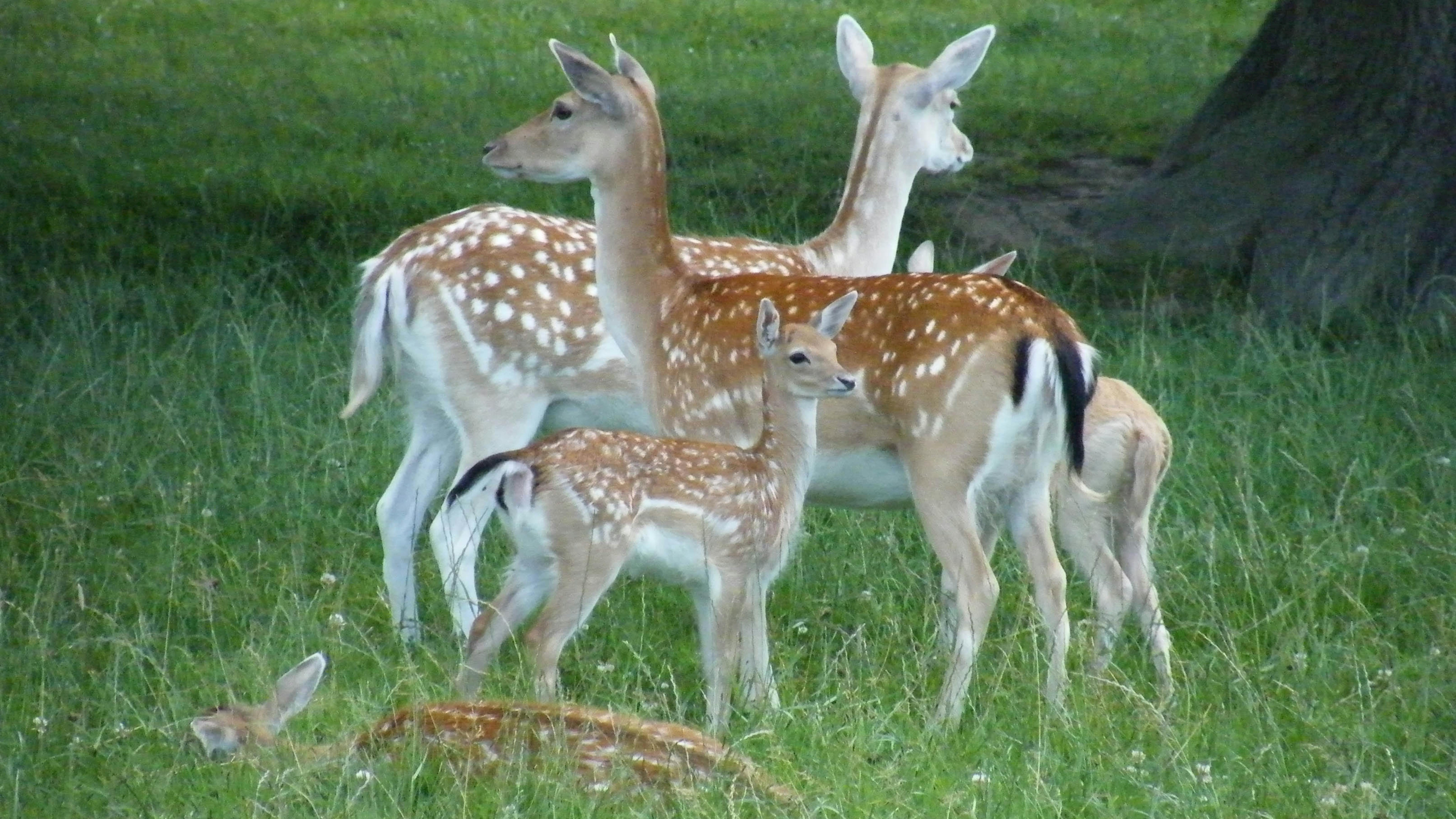 Free stock photo of fallow deer, fawn, wild life