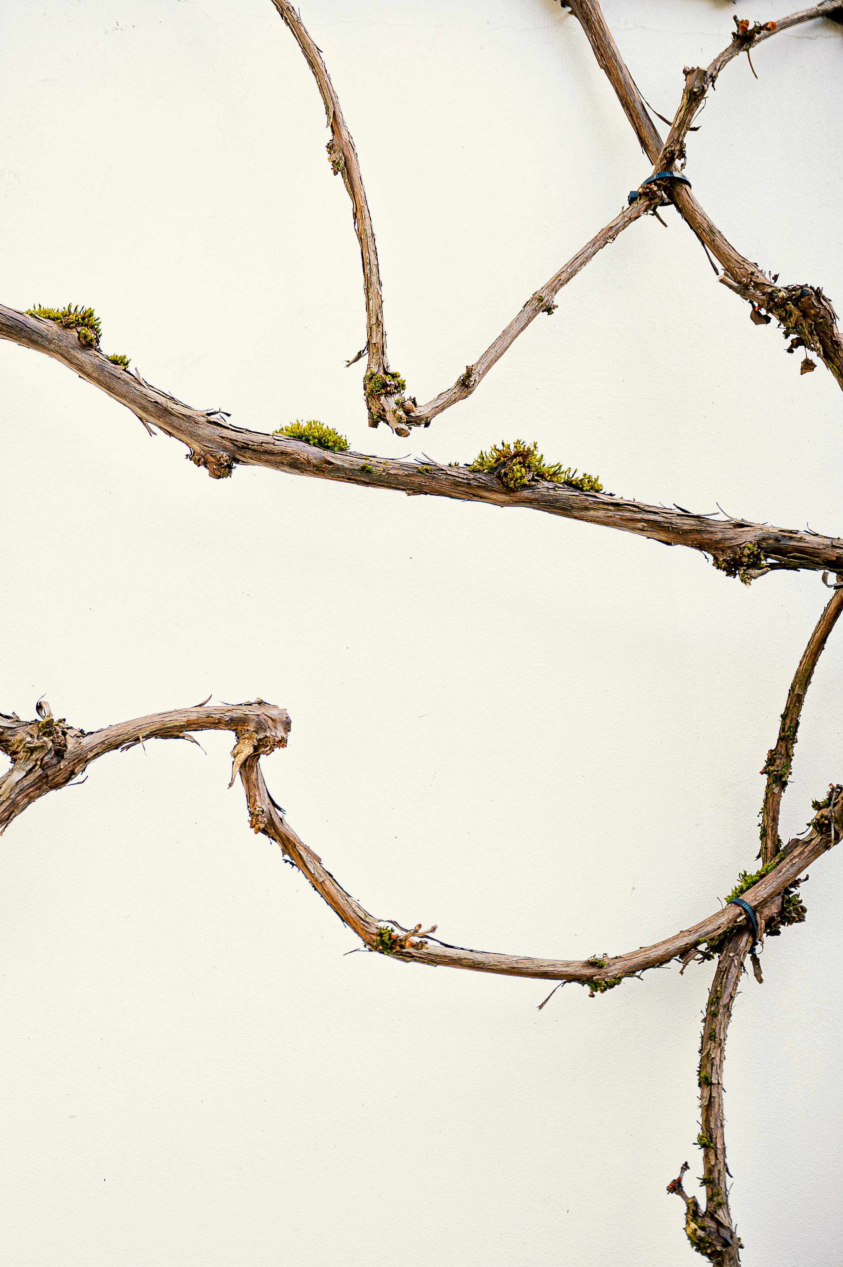 Thin leafless tree branches on overcast day · Free Stock Photo