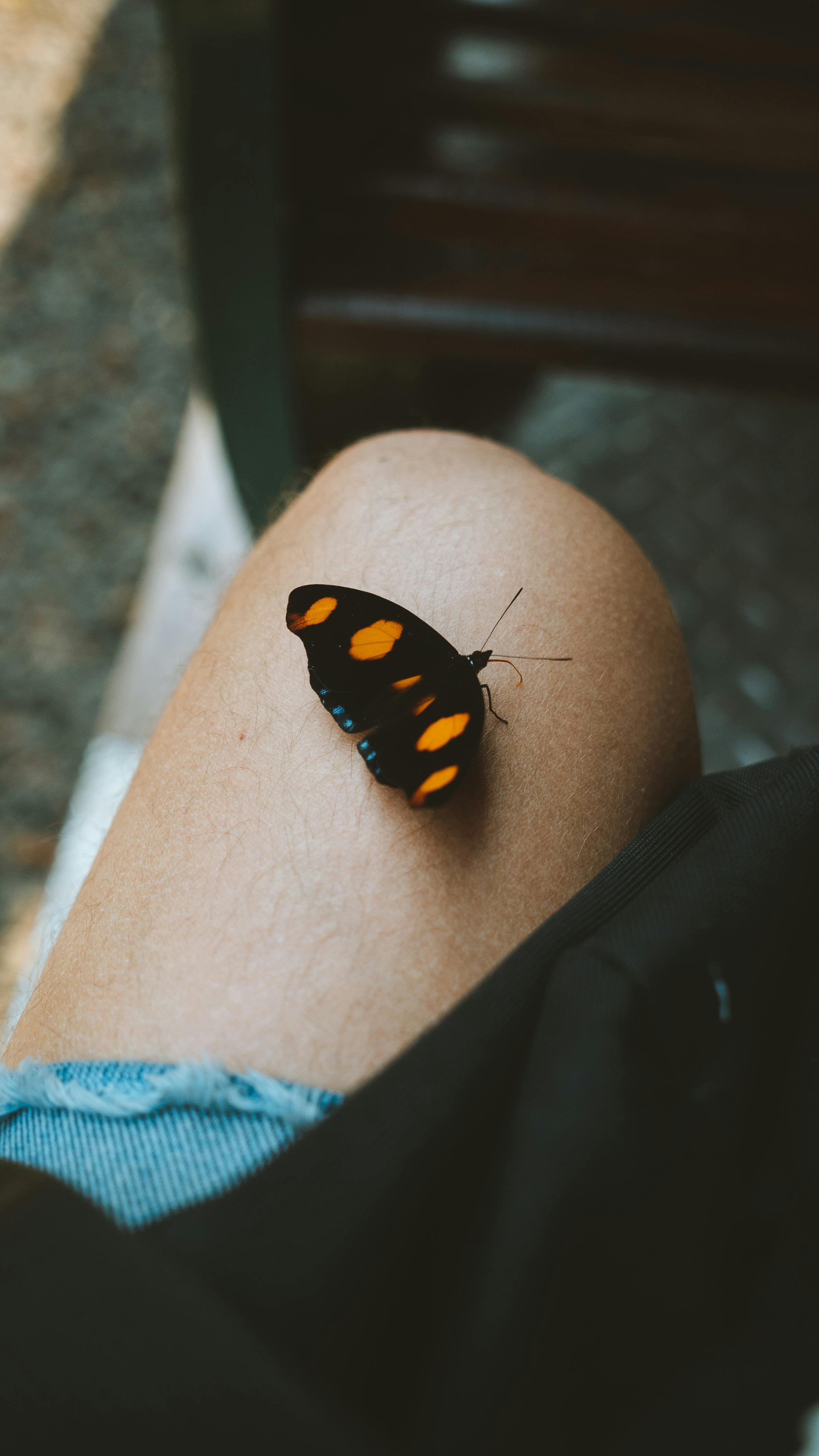 Butterfly Perched on Person's Lap · Free Stock Photo