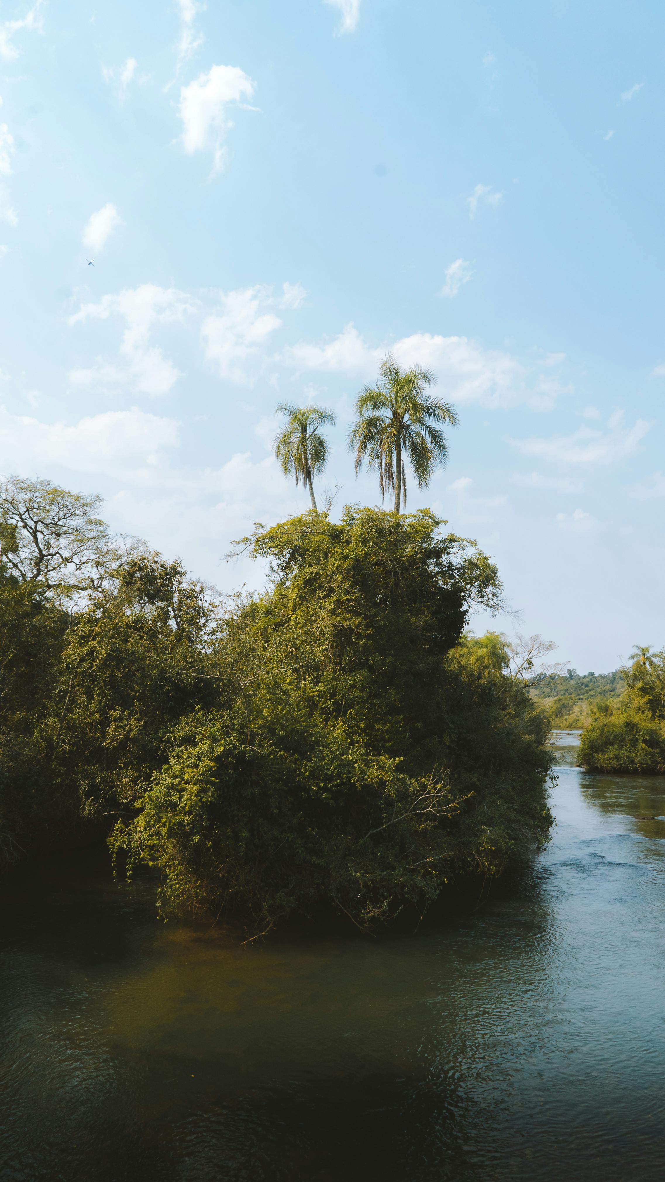 Trees near river under cloudy sky · Free Stock Photo