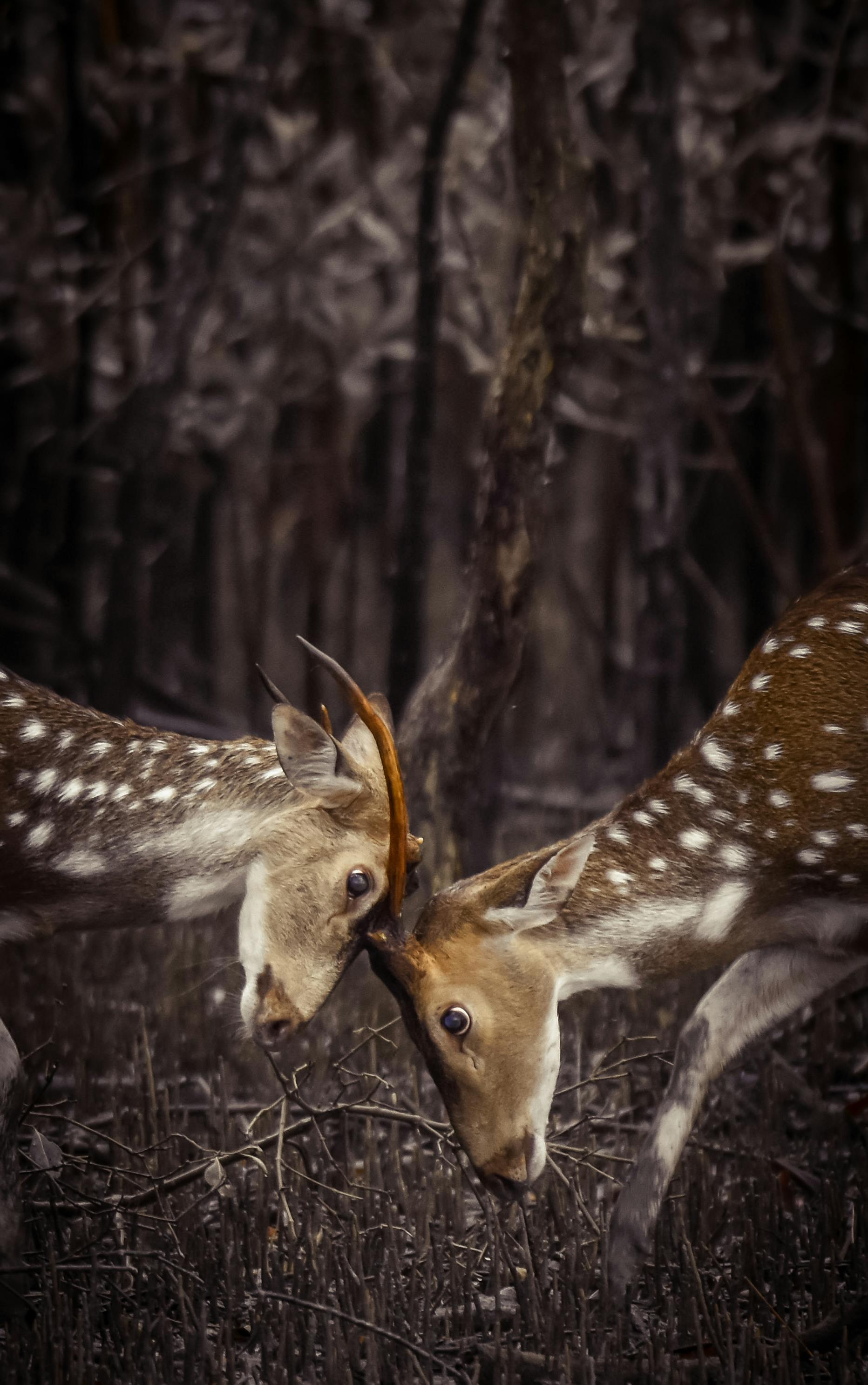 Venado Moteado Con Cuernos Puntiagudos Luchando En El Bosque · Fotos de ...