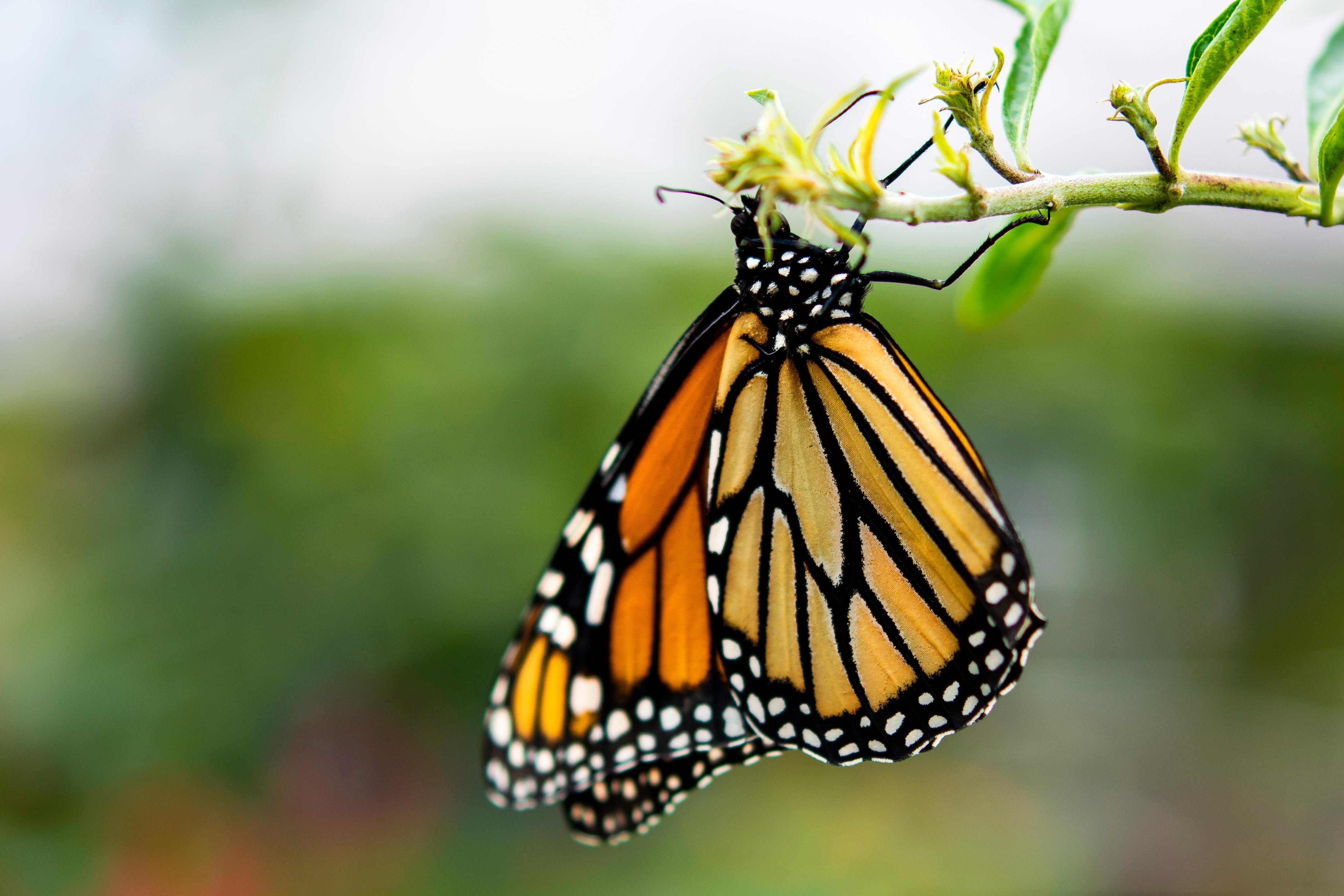 300+ Best Monarch Photos · 100% Free Download · Pexels Stock Photos