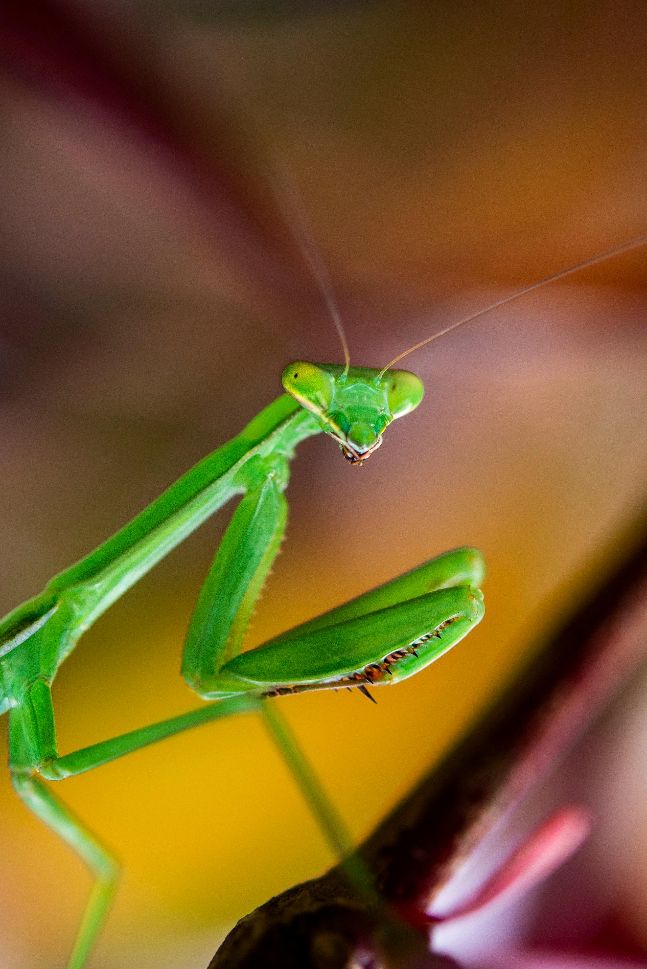 Brown Praying Mantis In Close-up Photography · Free Stock Photo