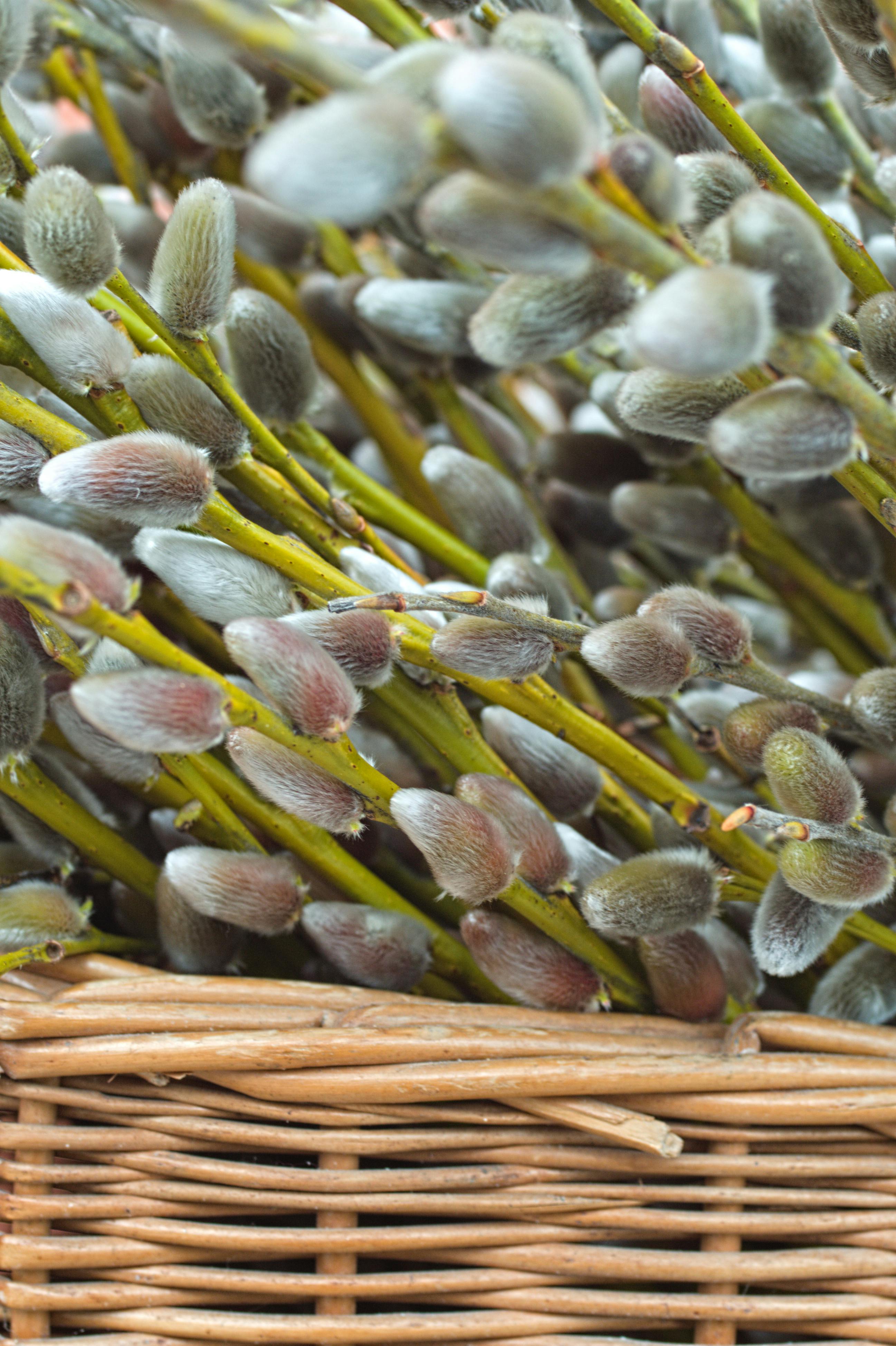 Ilmainen kuvapankkikuva aiheesta kori, pääsiäisen koristeet, pillua paju