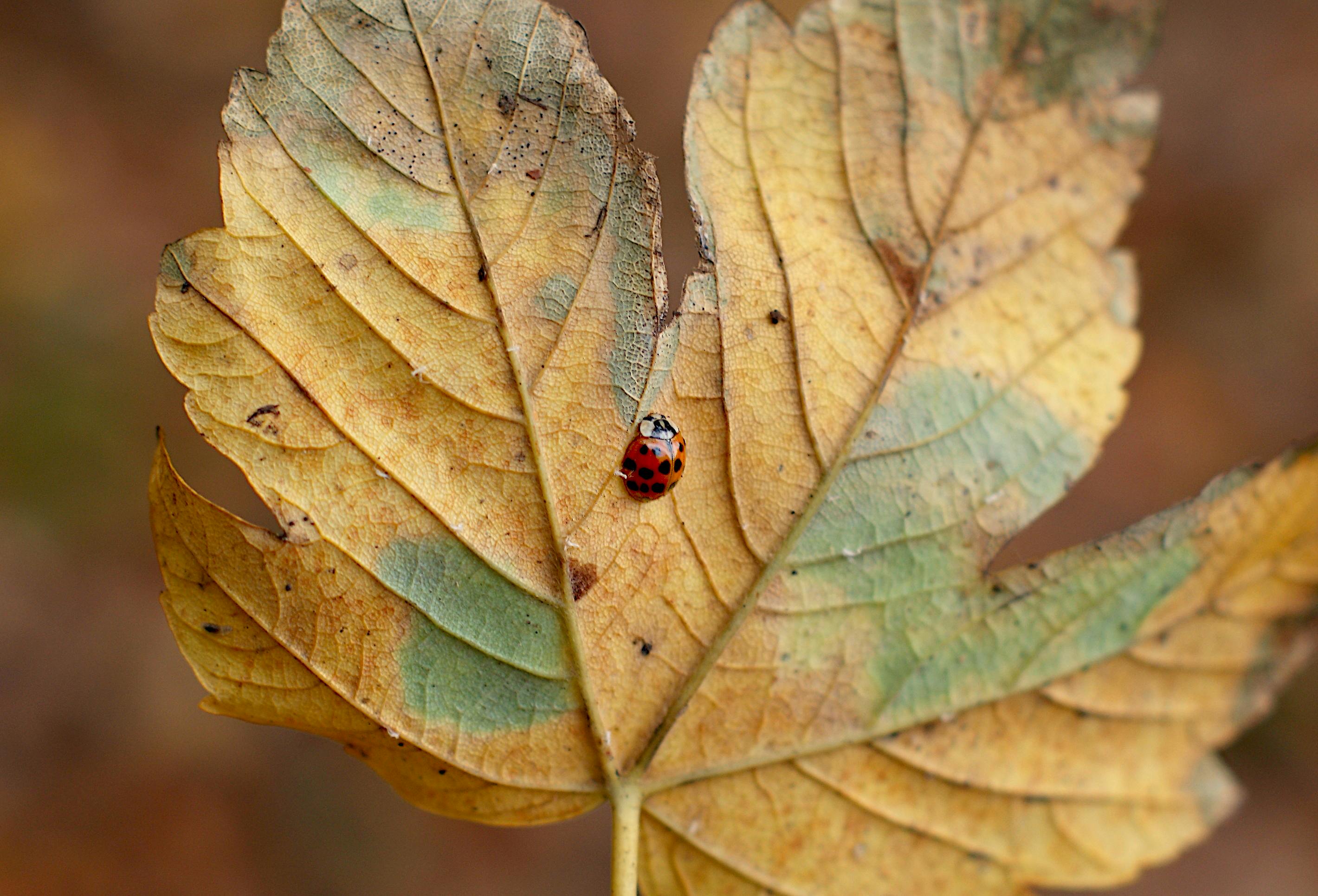 Red Ladybug On Leaf · Free Stock Photo