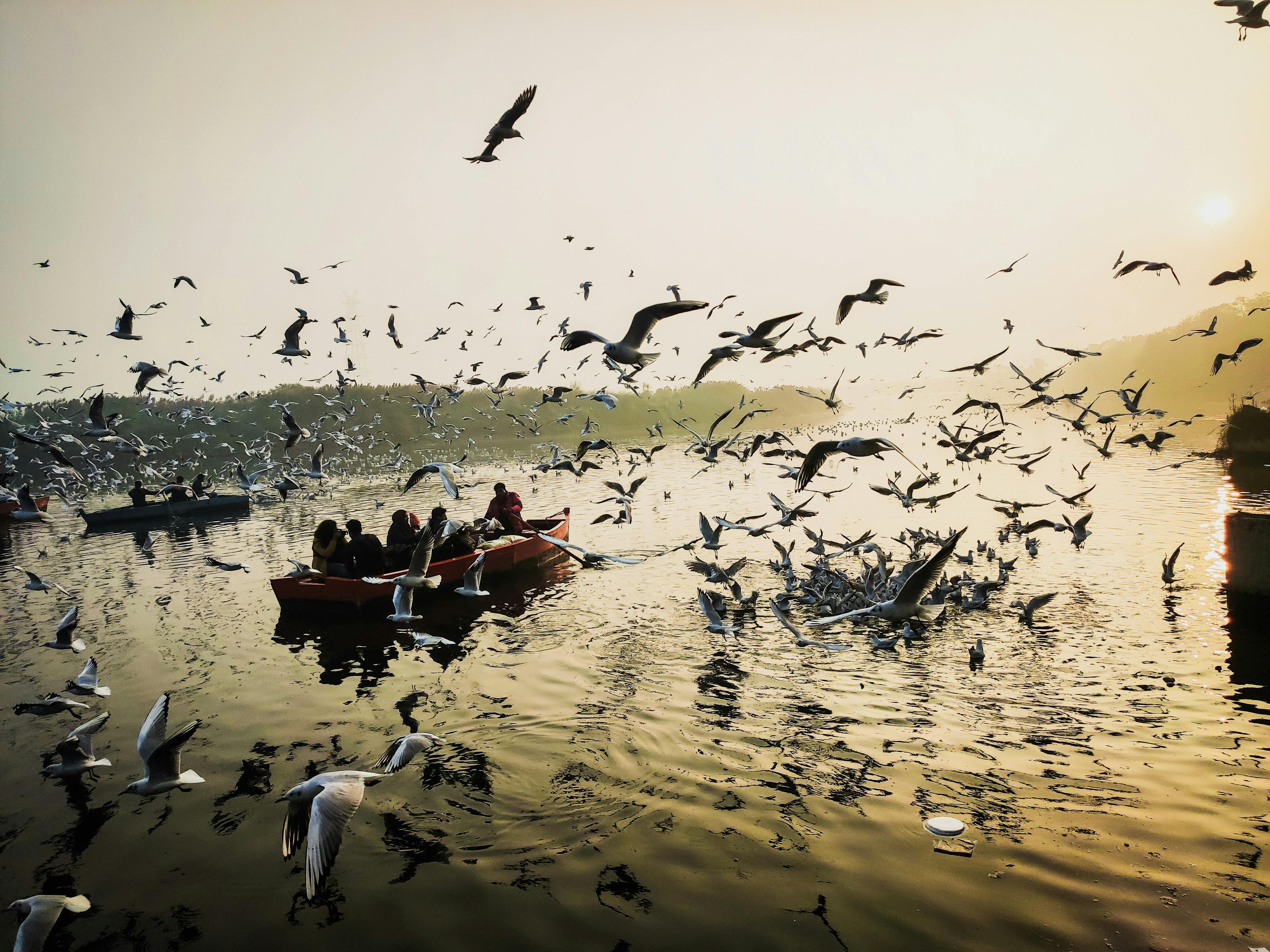 Migration People Photos, Download The BEST Free Migration People Stock ...