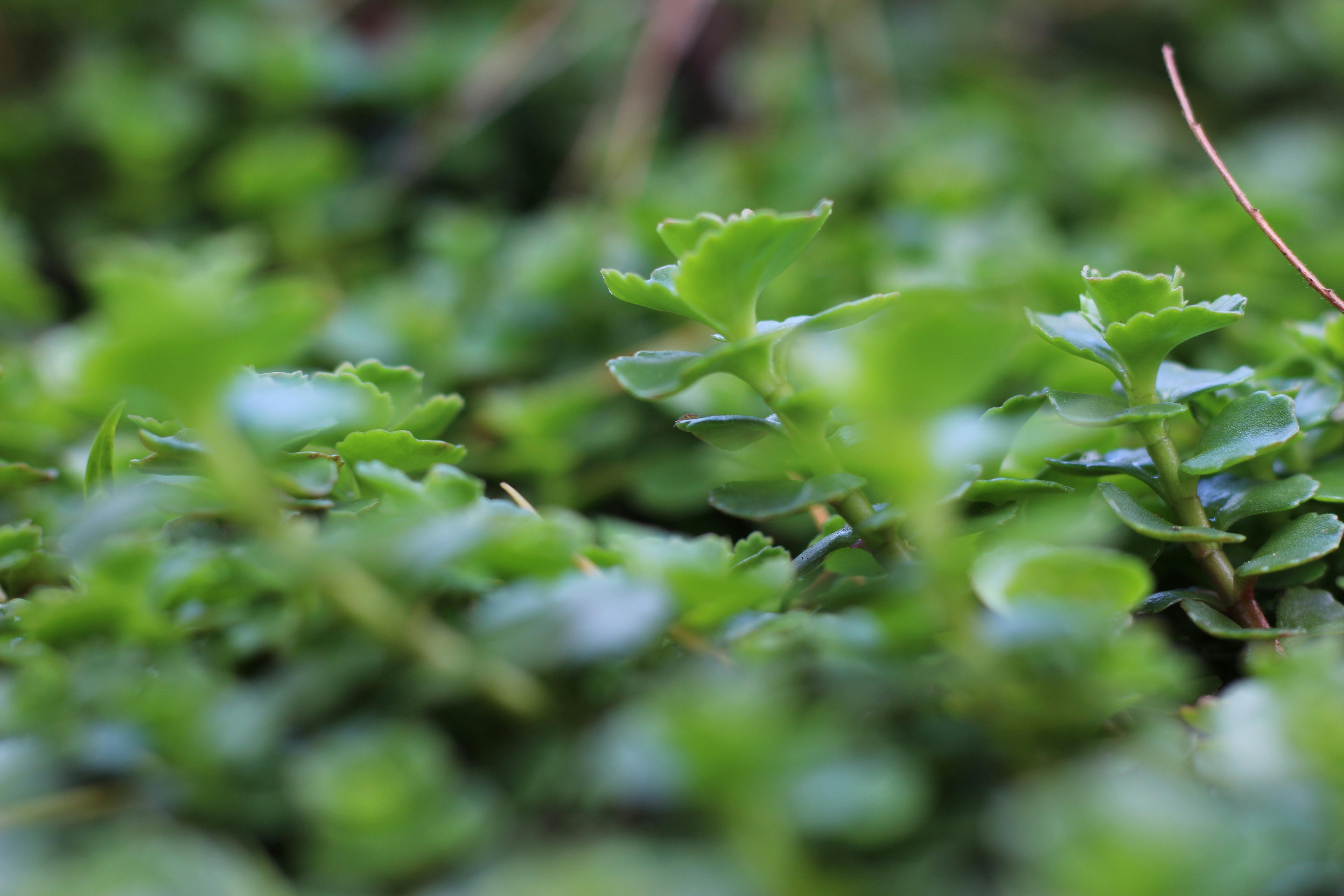 Free stock photo of bush, close-up, plant