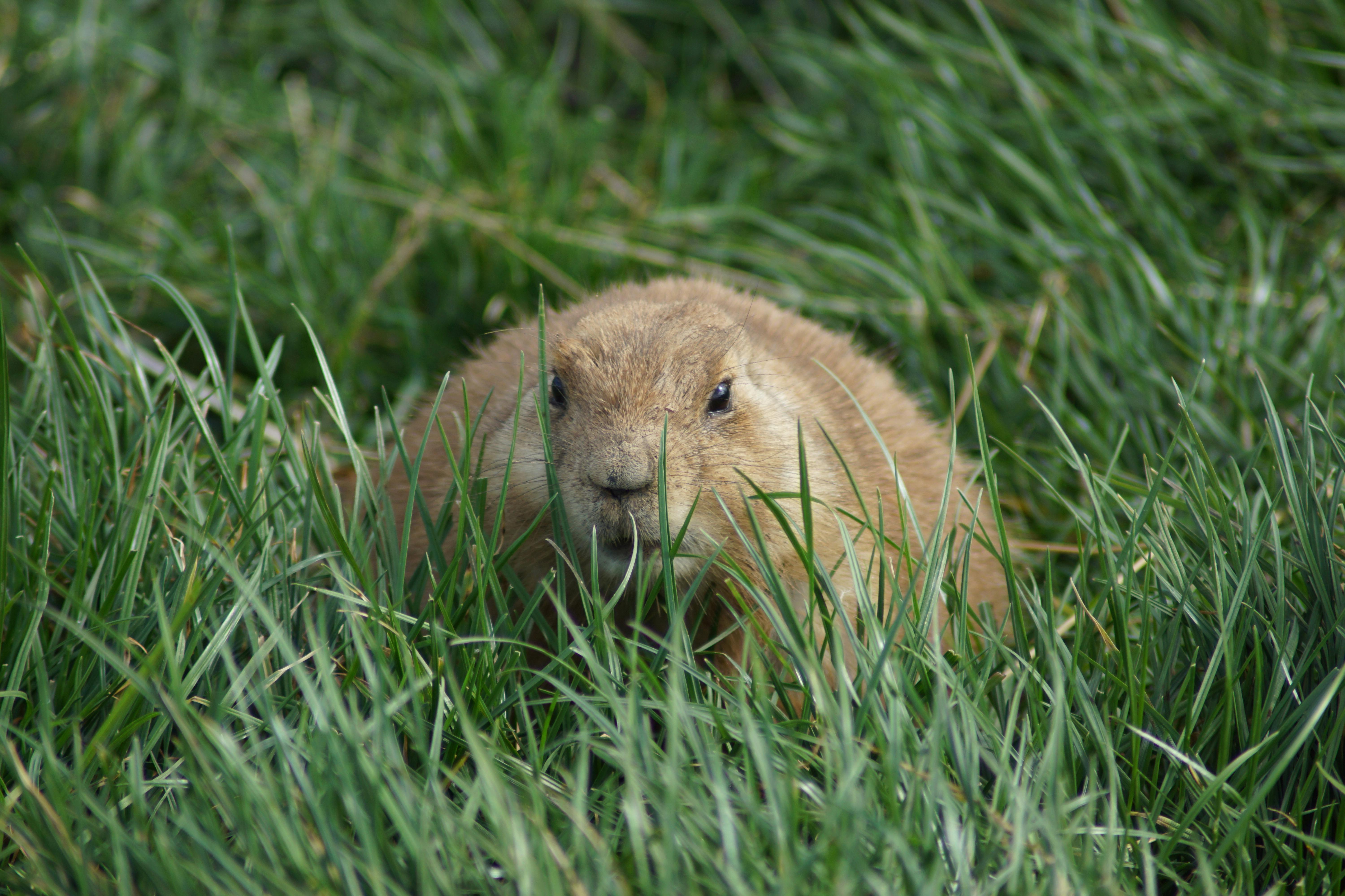 Brown Rodent On Green Grass · Free Stock Photo