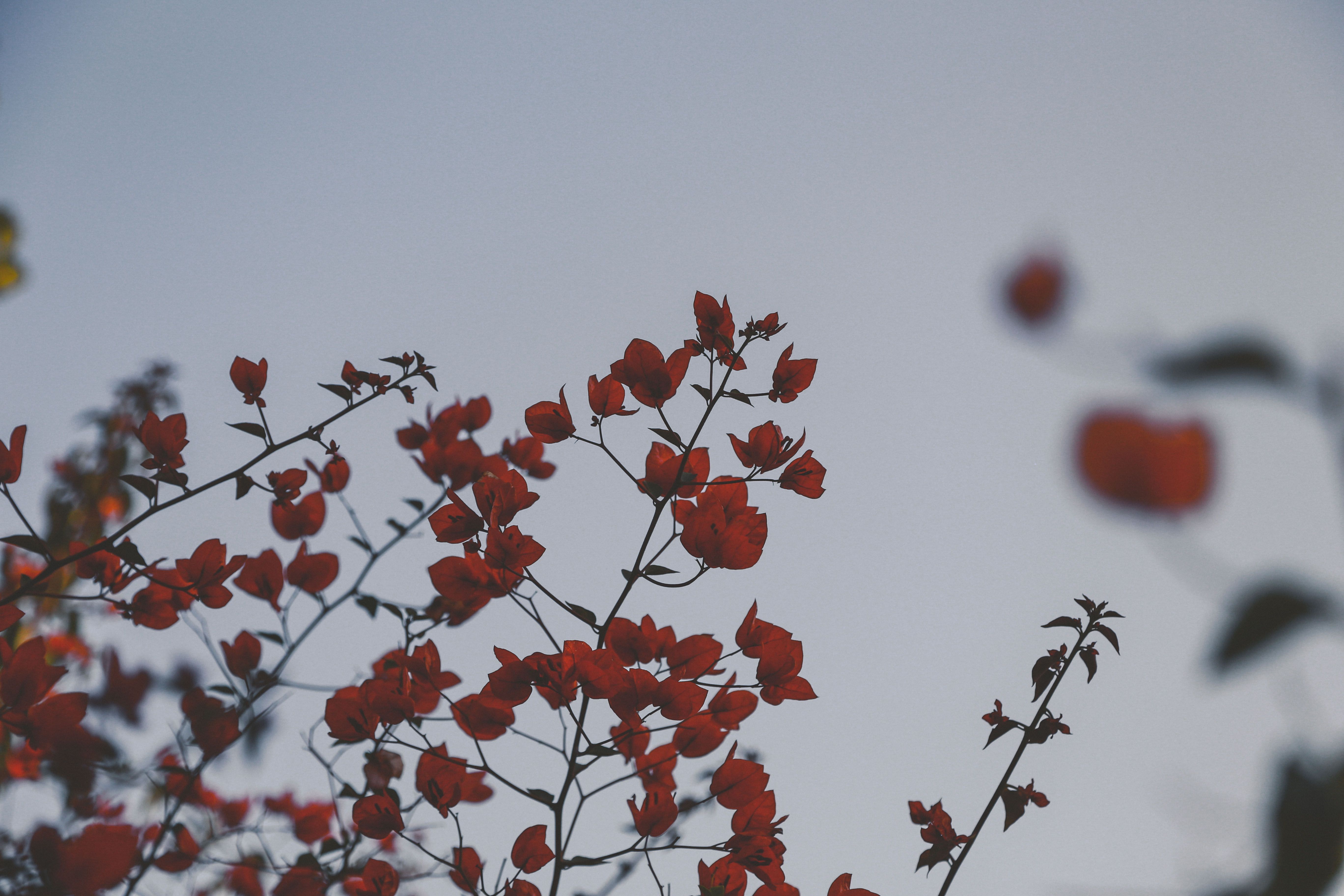 Blooming red flowers on thin stems in summer · Free Stock Photo